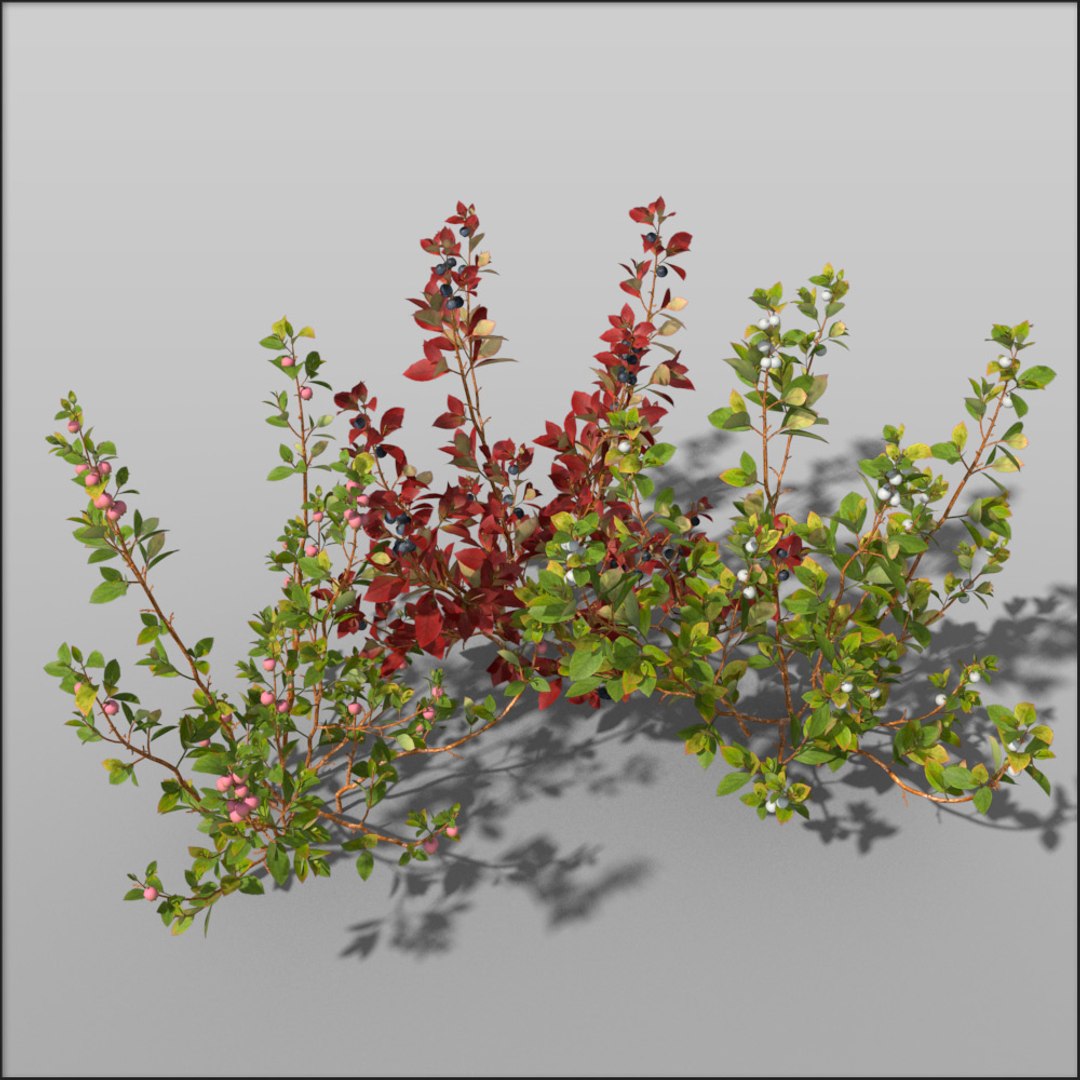 3d Blueberry Shrub Berries