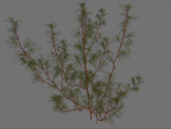 3d blueberry shrub berries