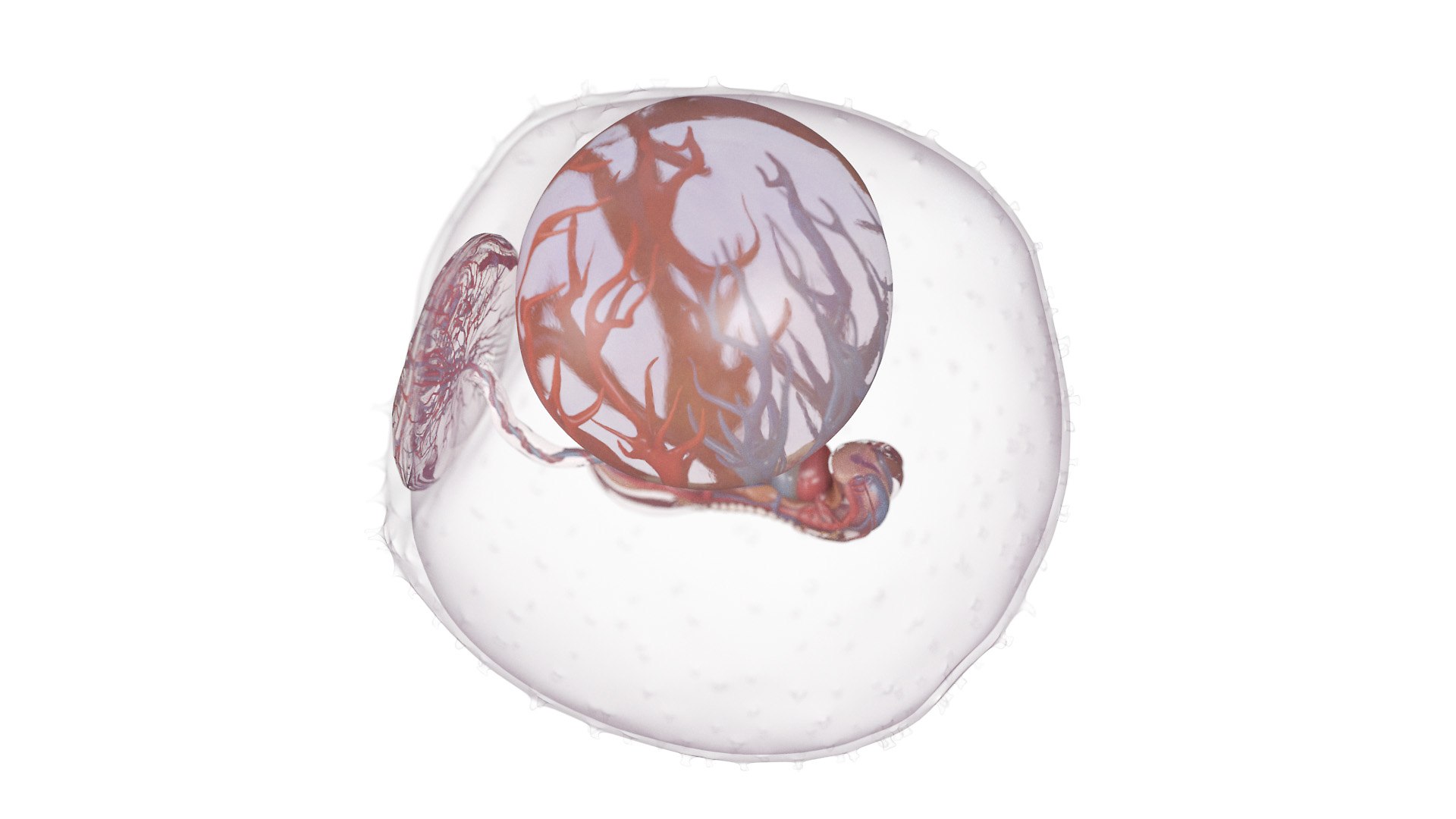 3D Human Embryo Stage 11 - TurboSquid 1828996