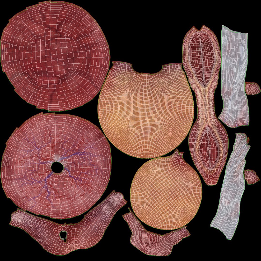 3D Human Embryo Stage 11 - TurboSquid 1828996