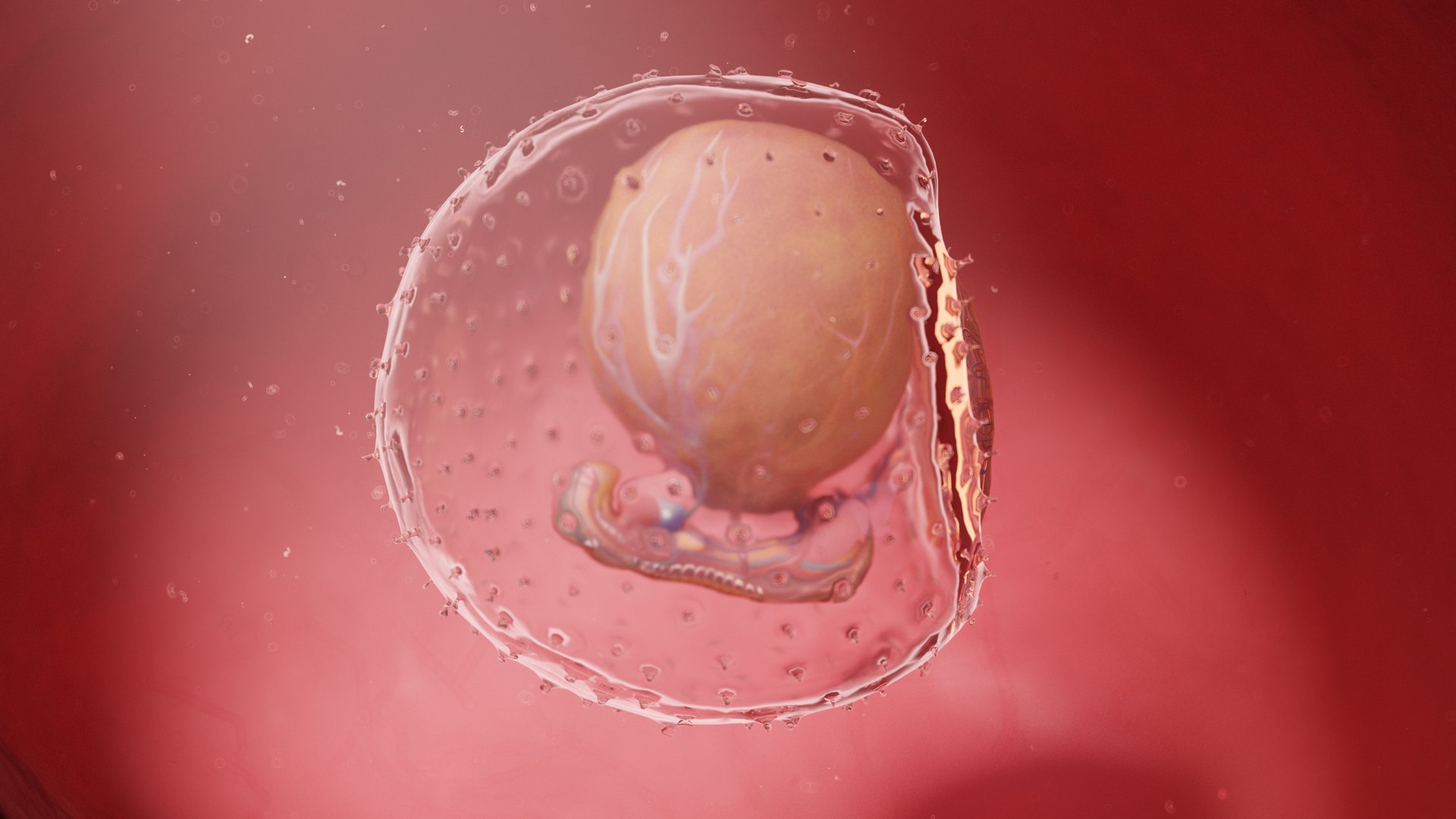 3D Human Embryo Stage 11 - TurboSquid 1828996