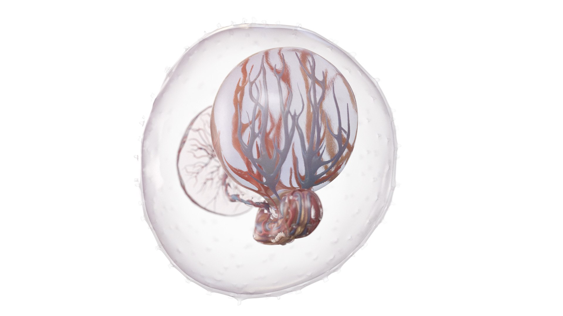 3D Human Embryo Stage 11 - TurboSquid 1828996