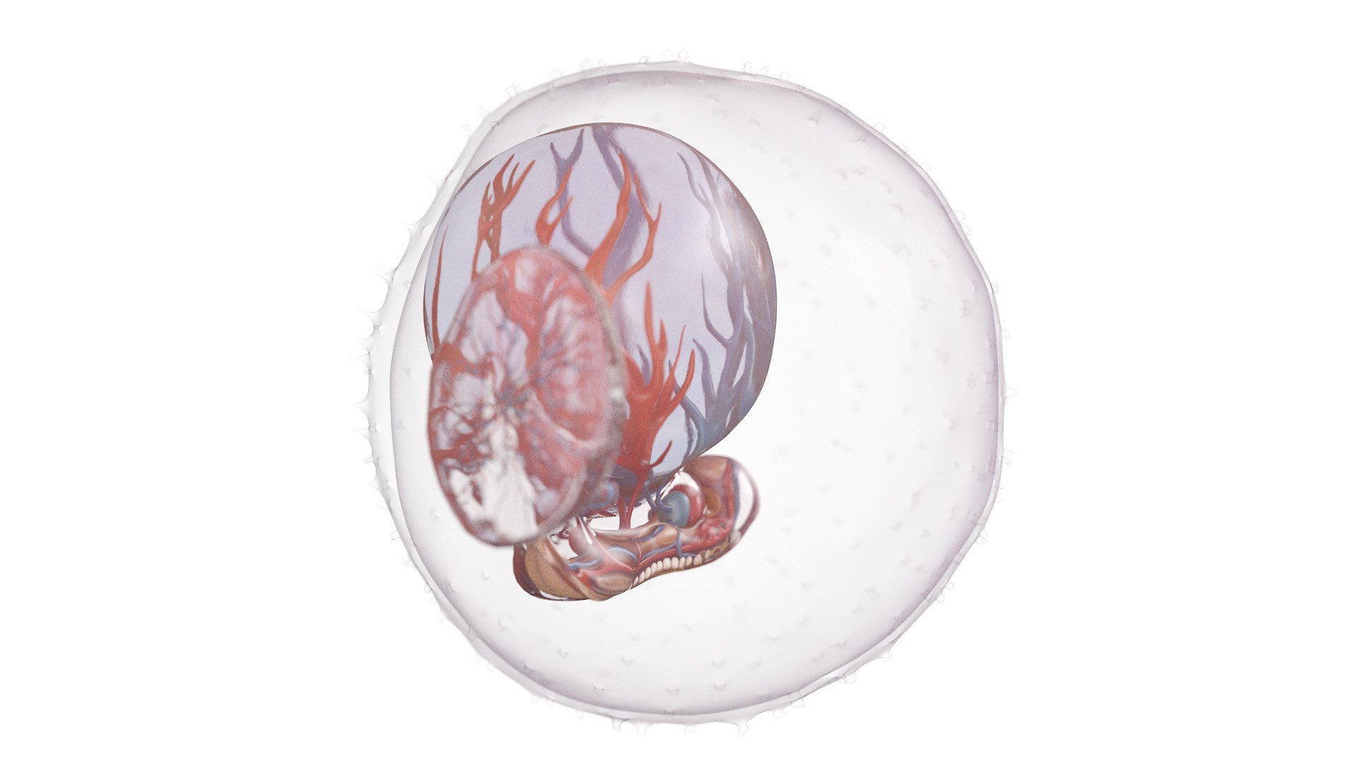 3D Human Embryo Stage 11 - TurboSquid 1828996