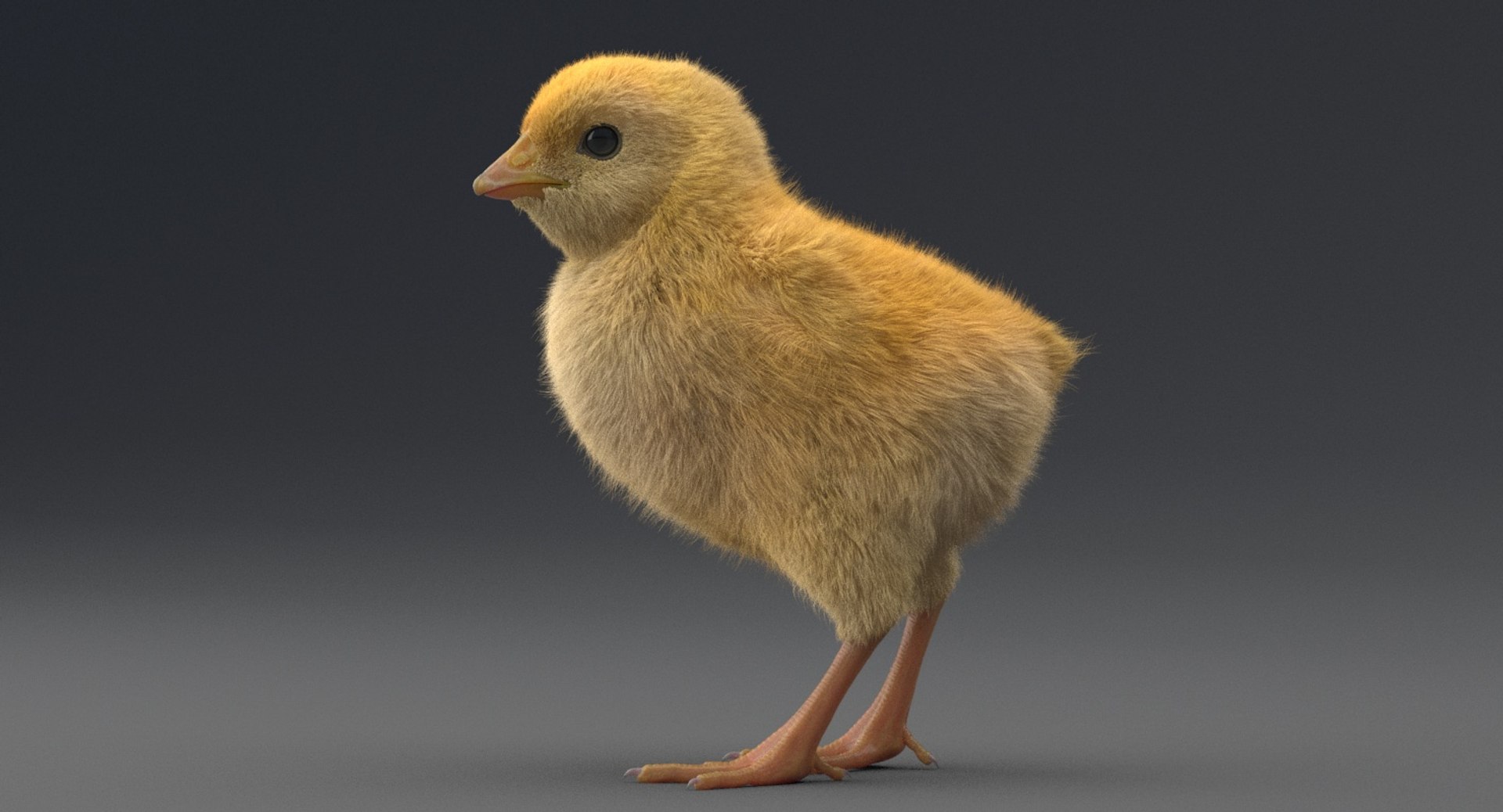 3D chick rig model - TurboSquid 1245523