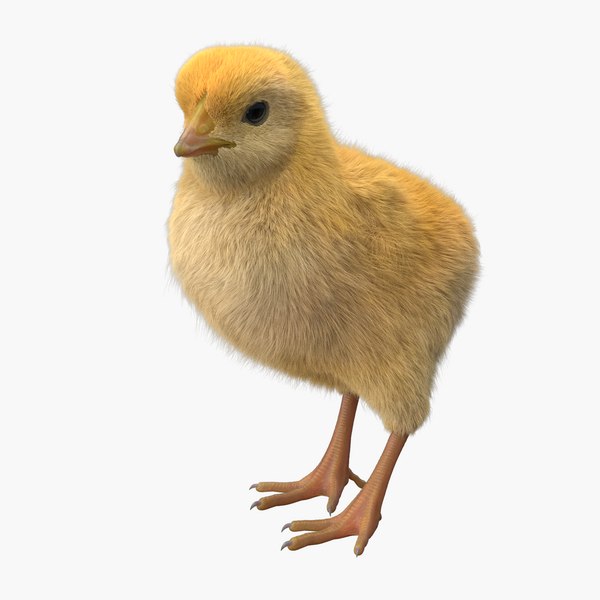 3D chick model - TurboSquid 1242669