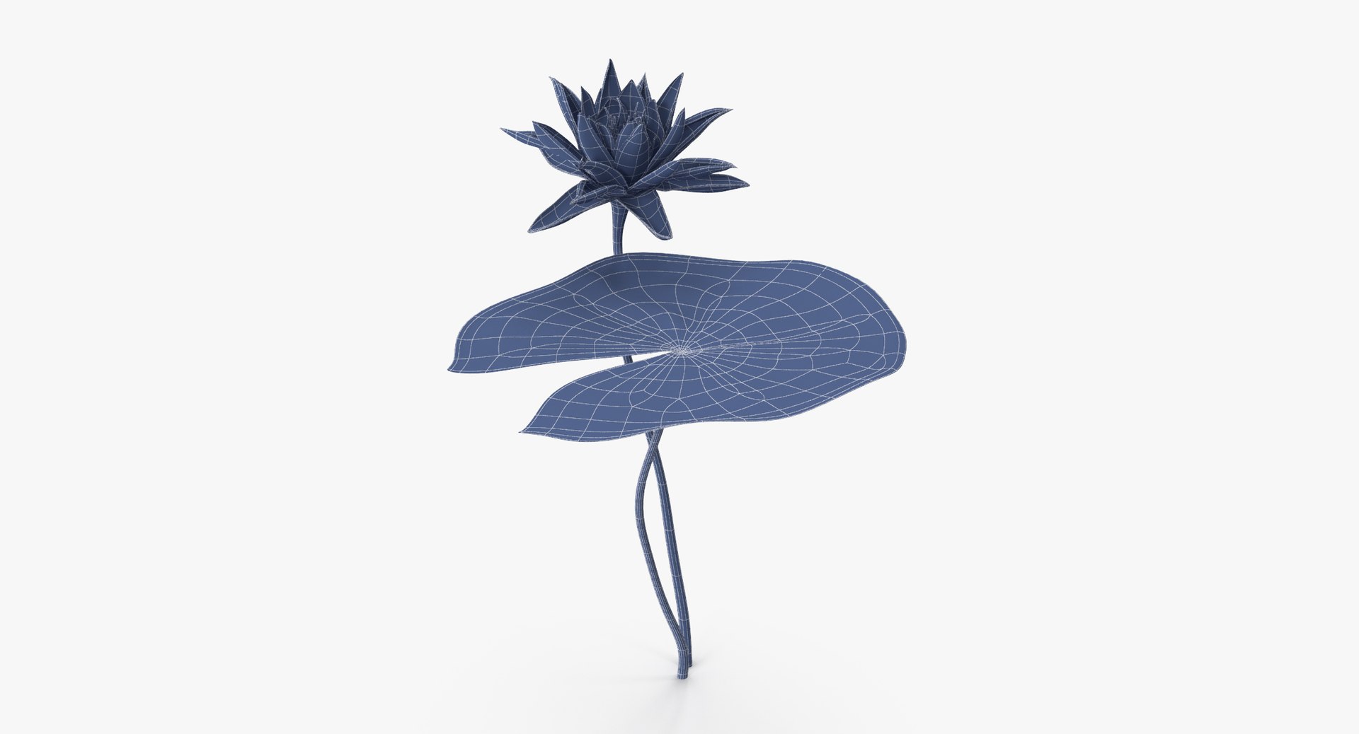 3d Model Water Lily