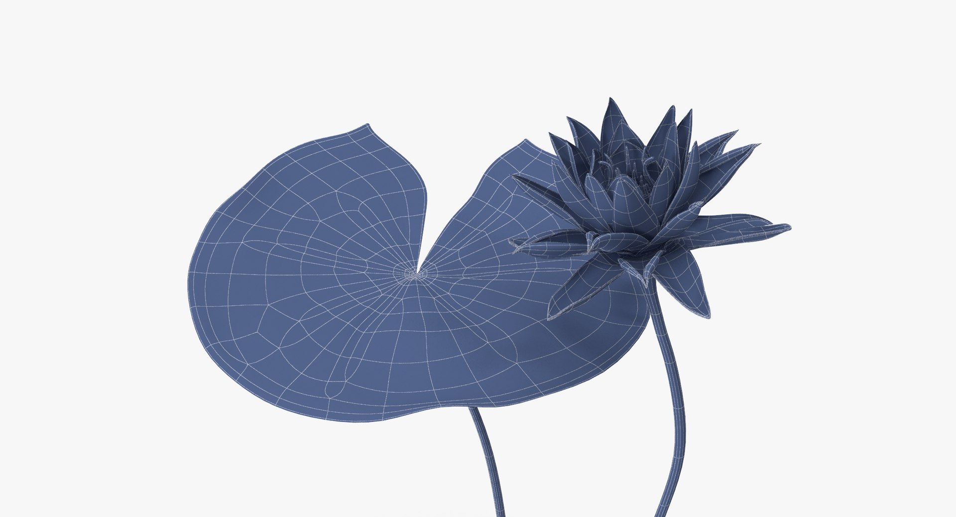 3d Model Water Lily