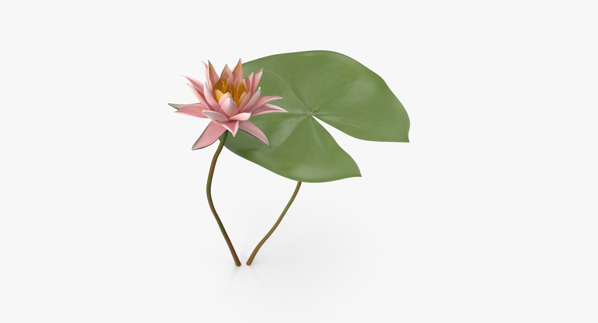 3d Model Water Lily