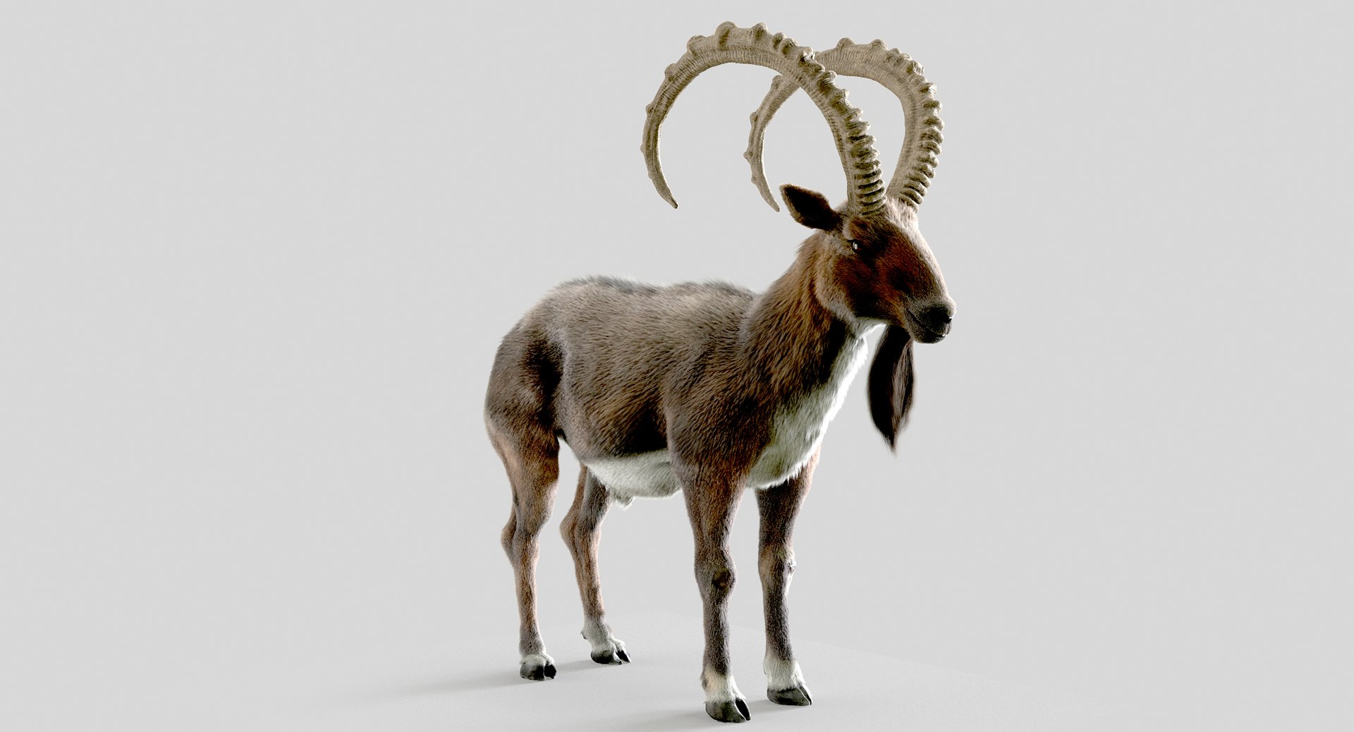 3D Wild Goat Model - TurboSquid 1408021
