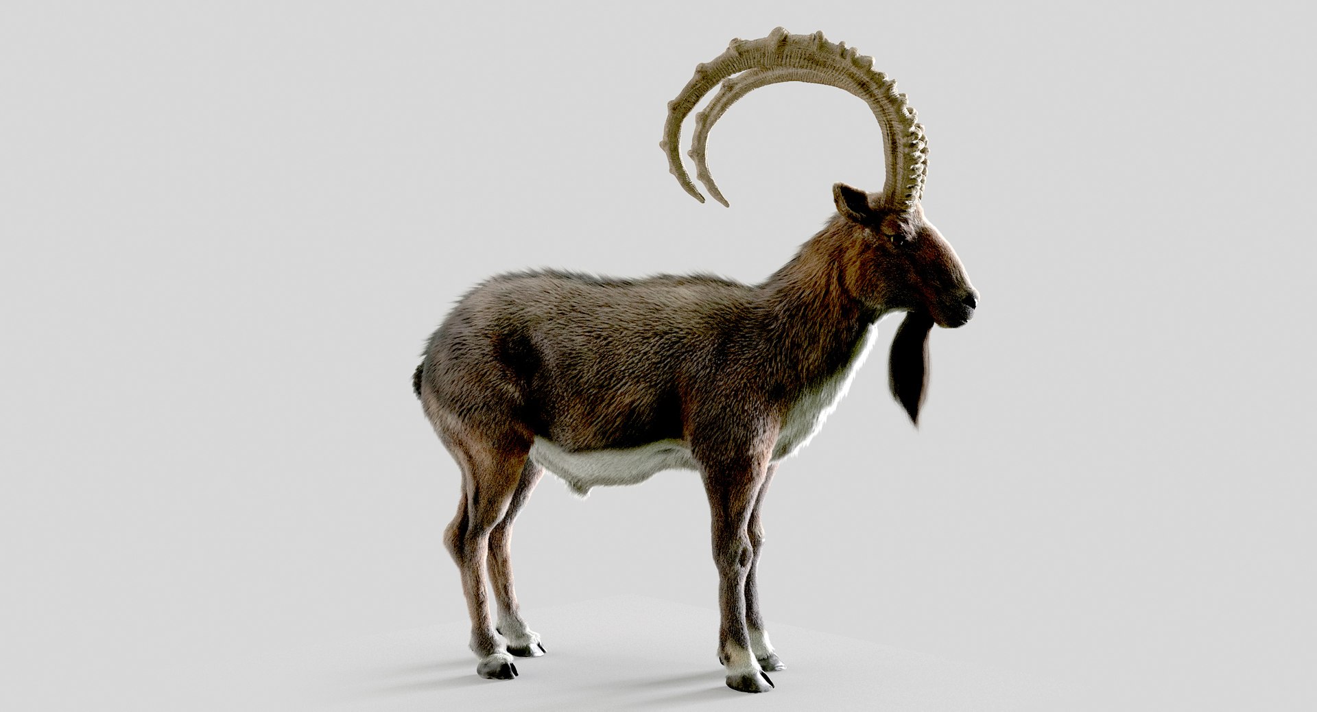 3D Wild Goat Model - TurboSquid 1408021