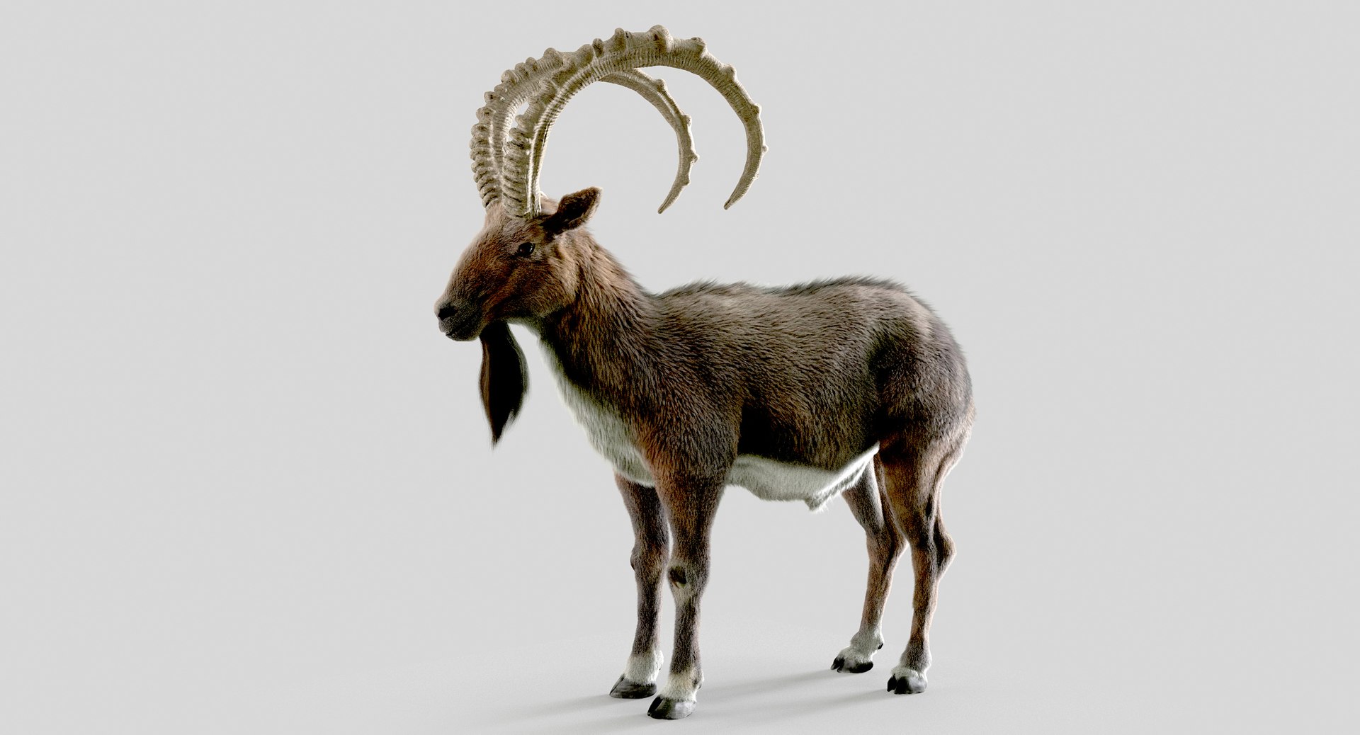 3D Wild Goat Model - TurboSquid 1408021