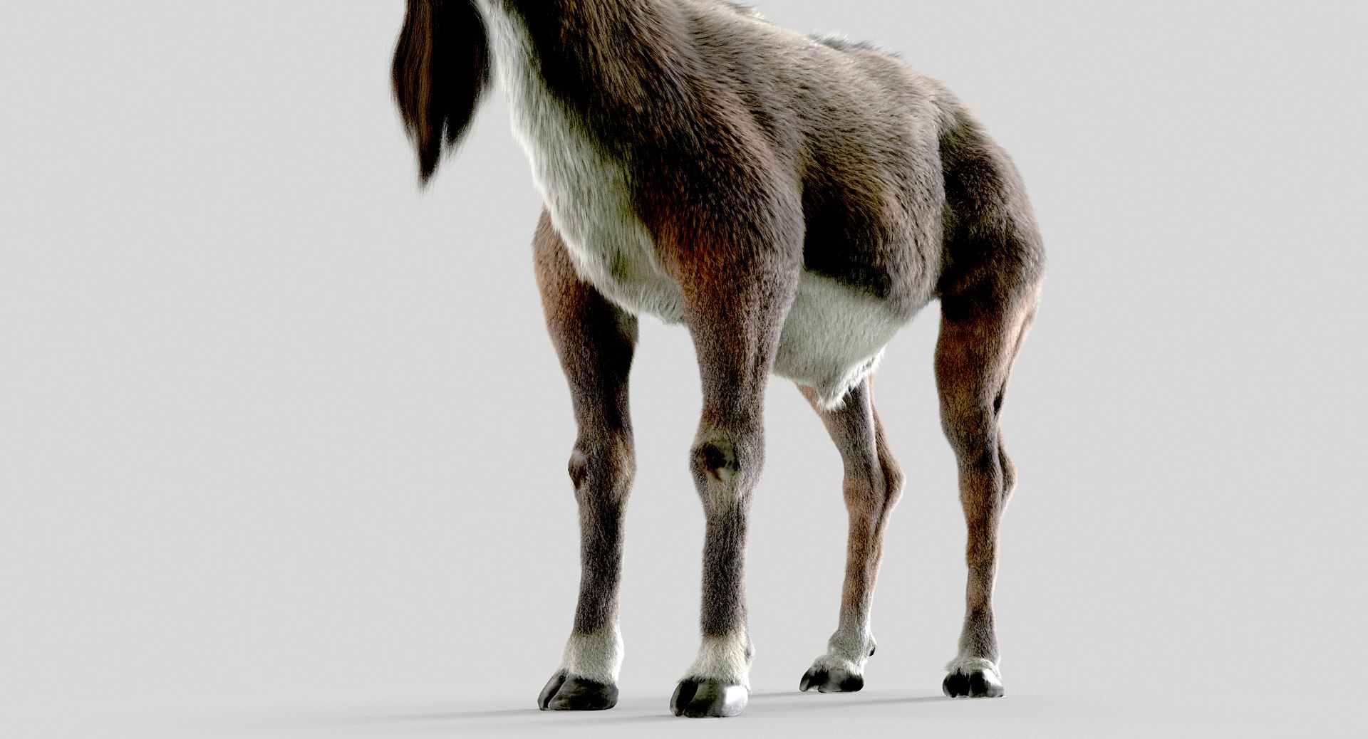 3D Wild Goat Model - TurboSquid 1408021