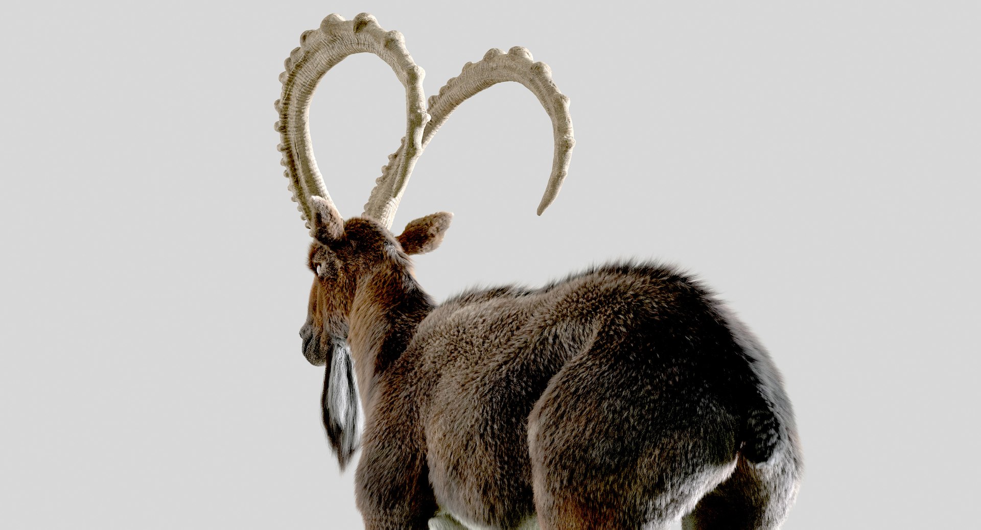 3D Wild Goat Model - TurboSquid 1408021
