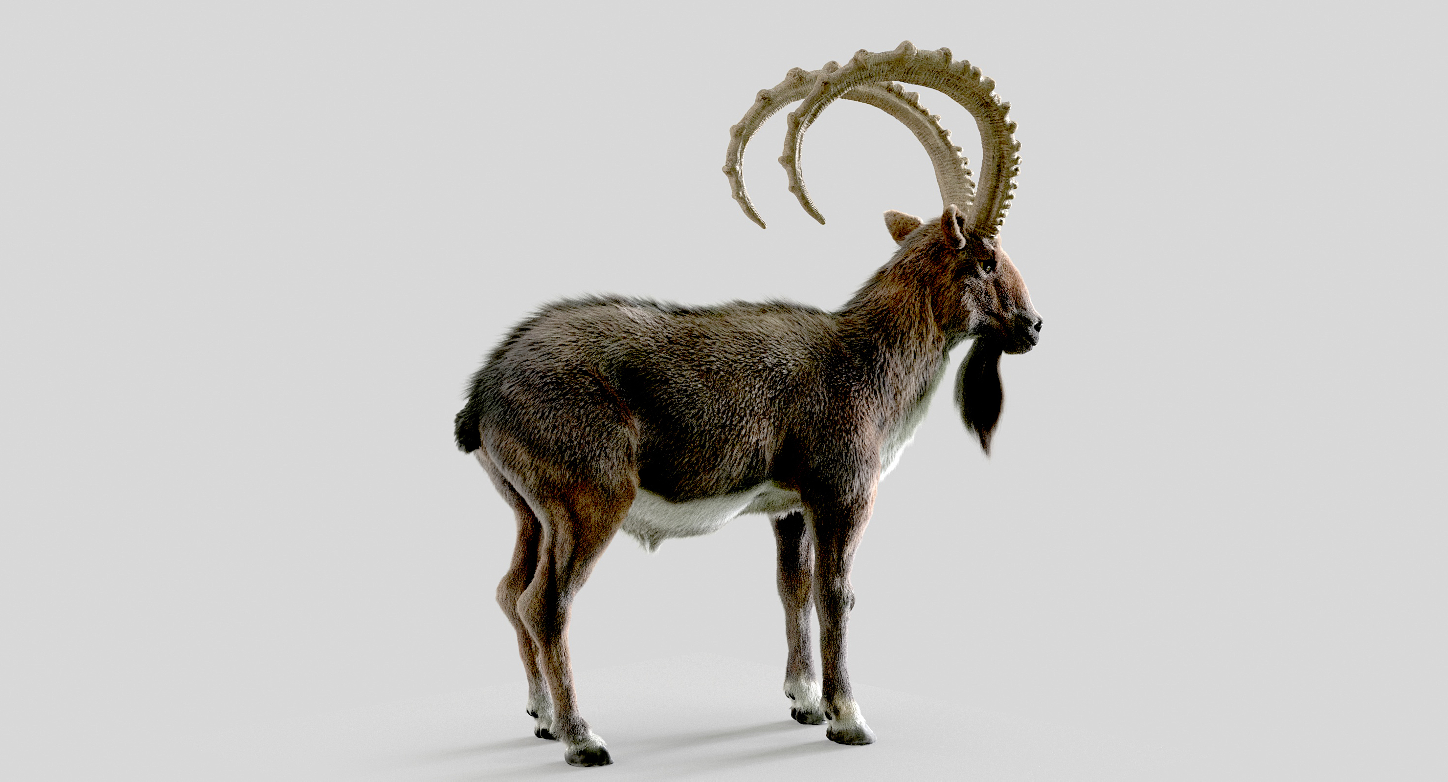 3D wild goat model - TurboSquid 1408021