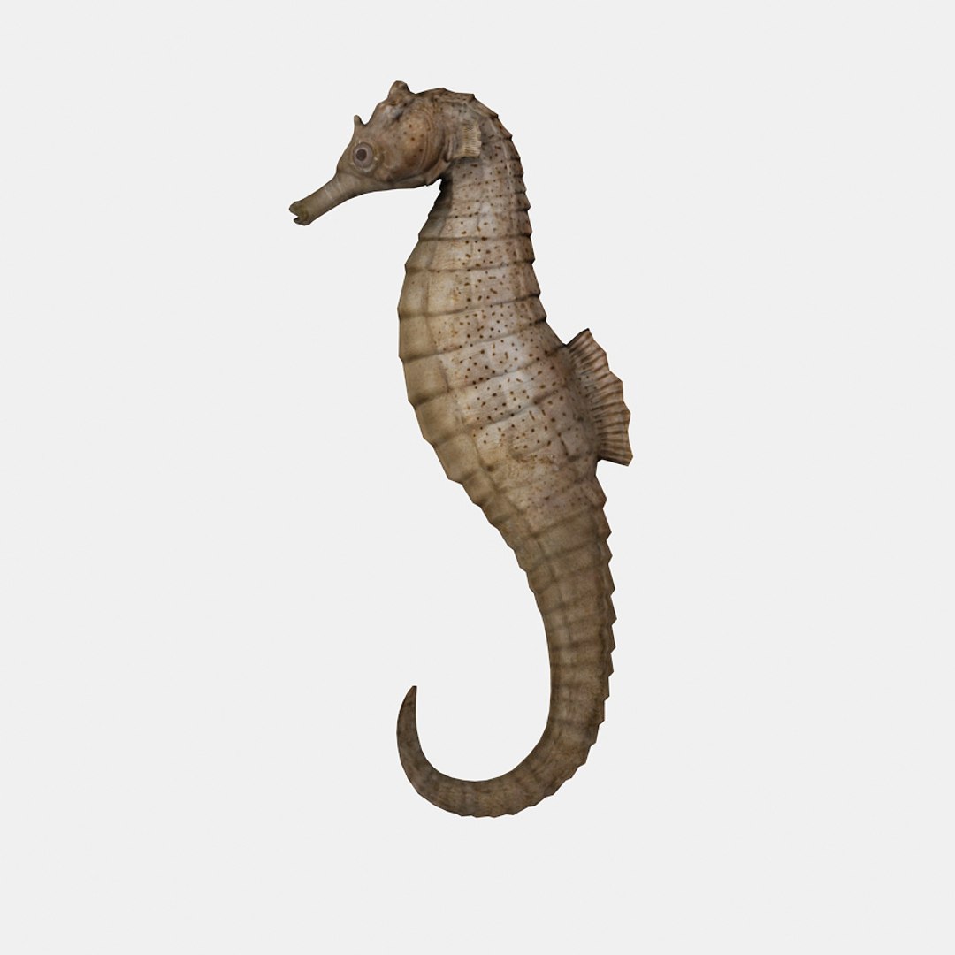 3d Seahorse Sea Horse Model