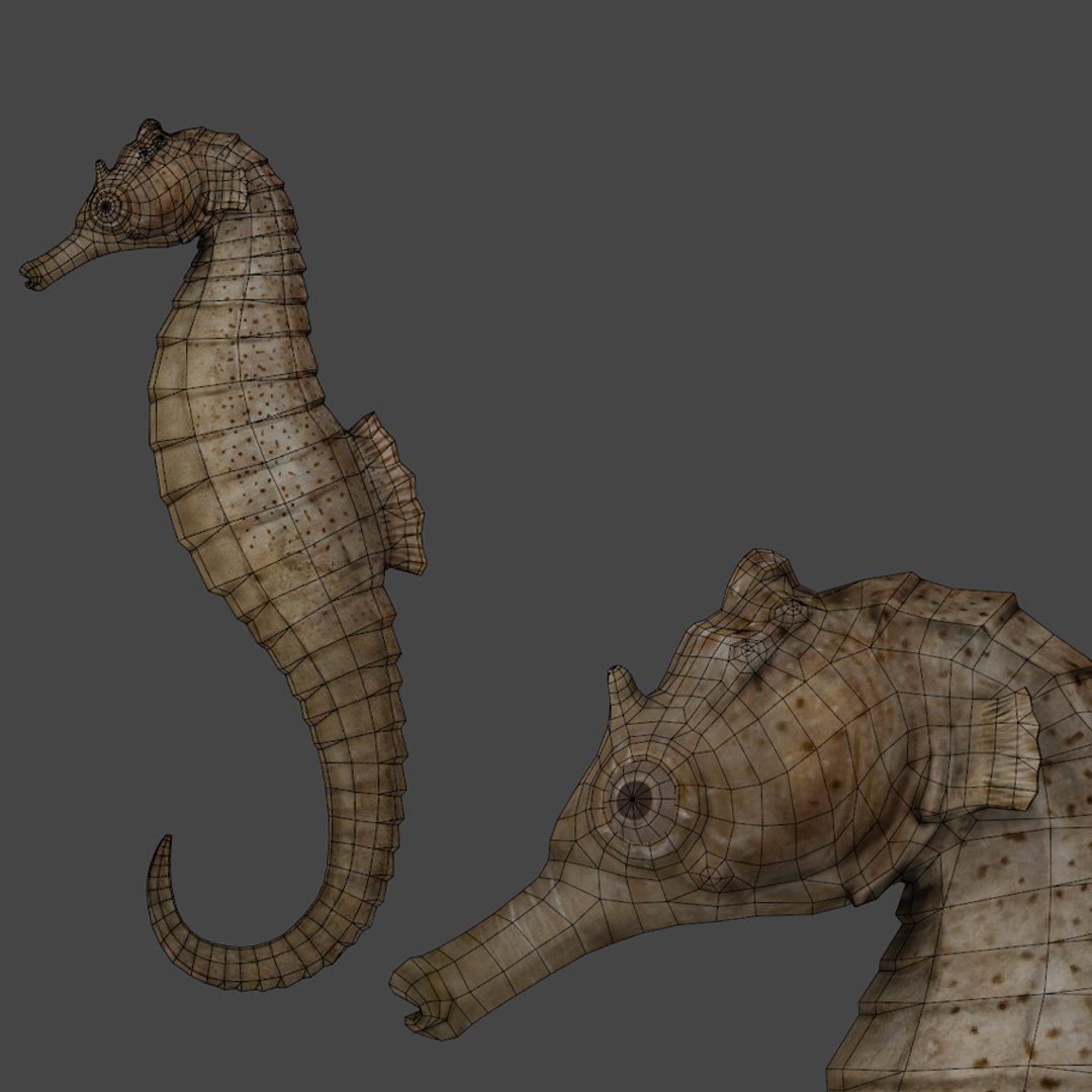 3d Seahorse Sea Horse Model
