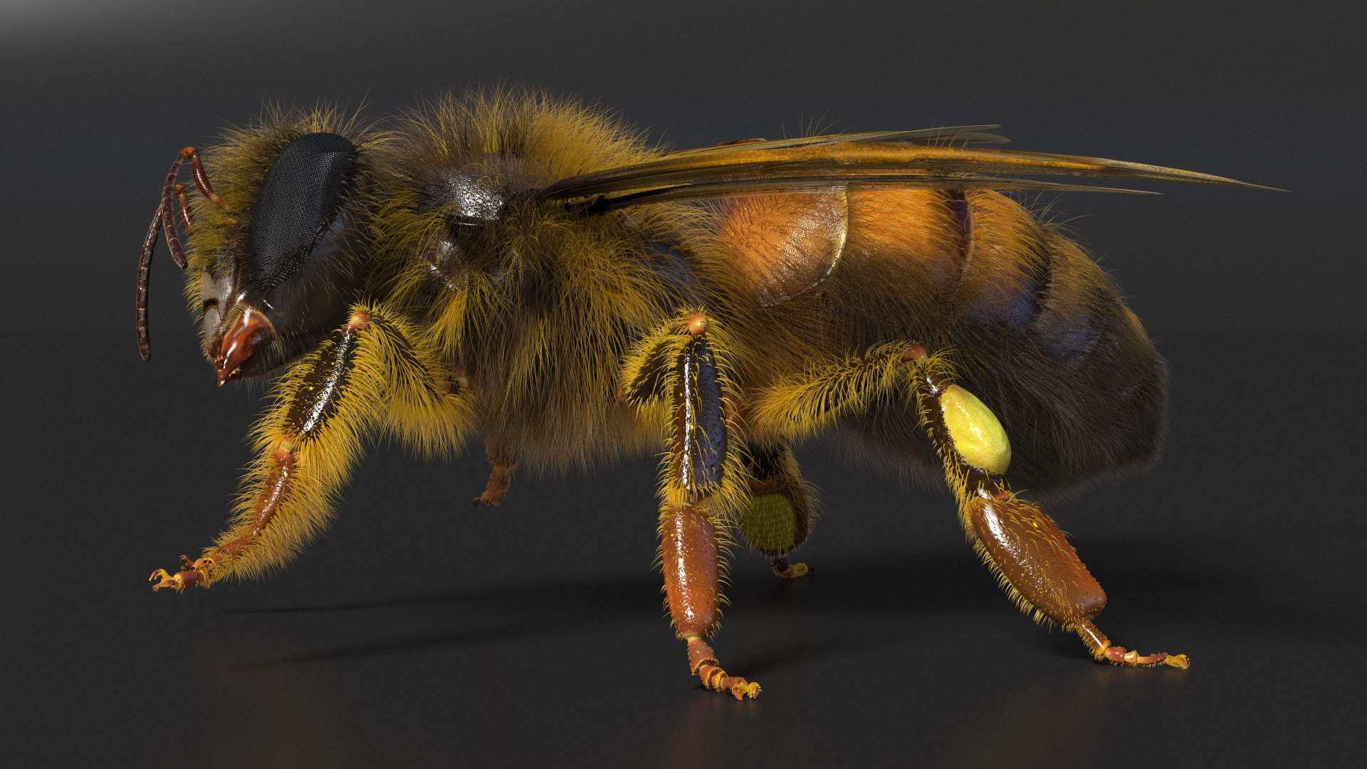 3D Model Honey Bee Fur - TurboSquid 2347591