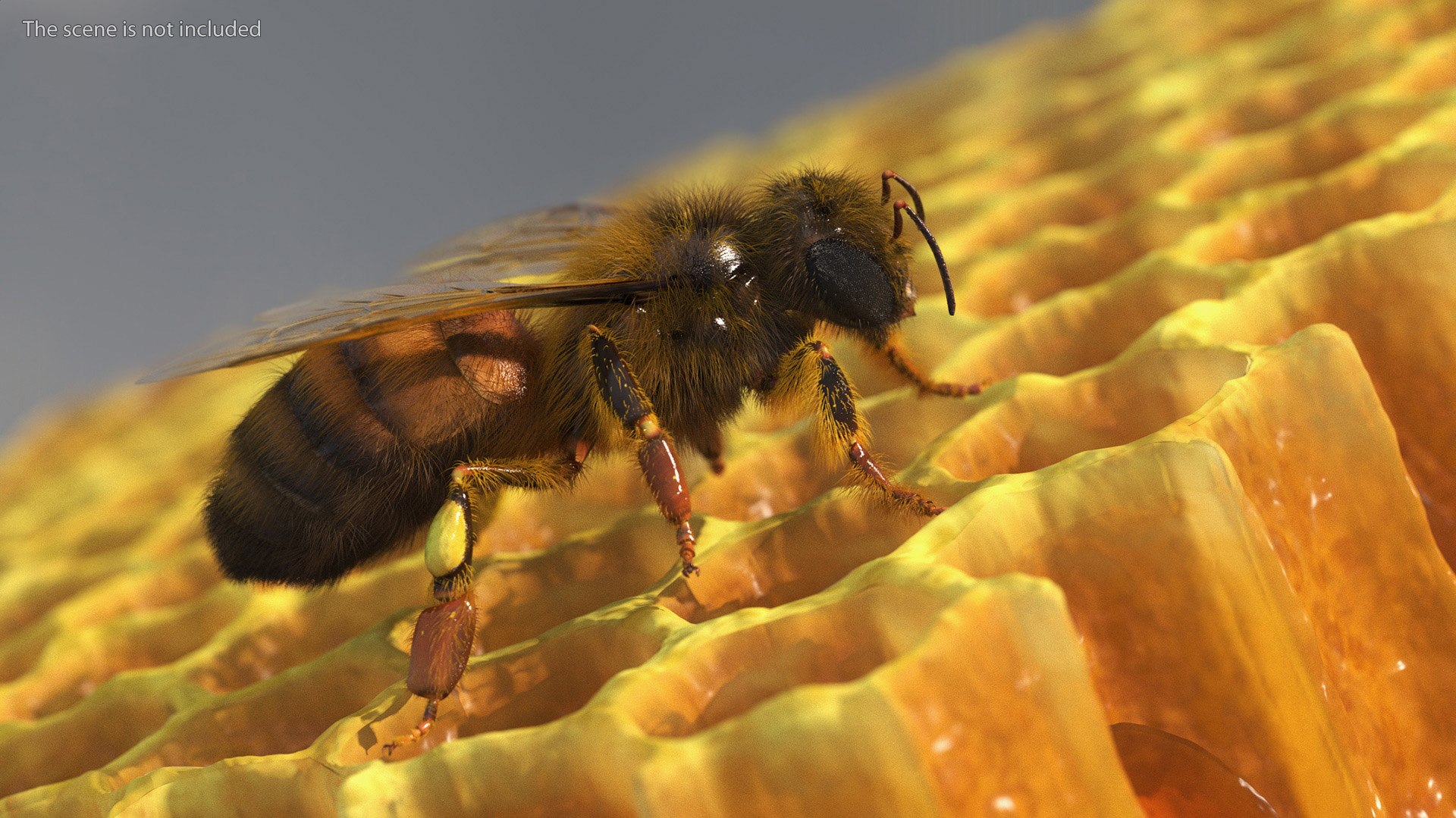 3D Model Honey Bee Fur - TurboSquid 2347591