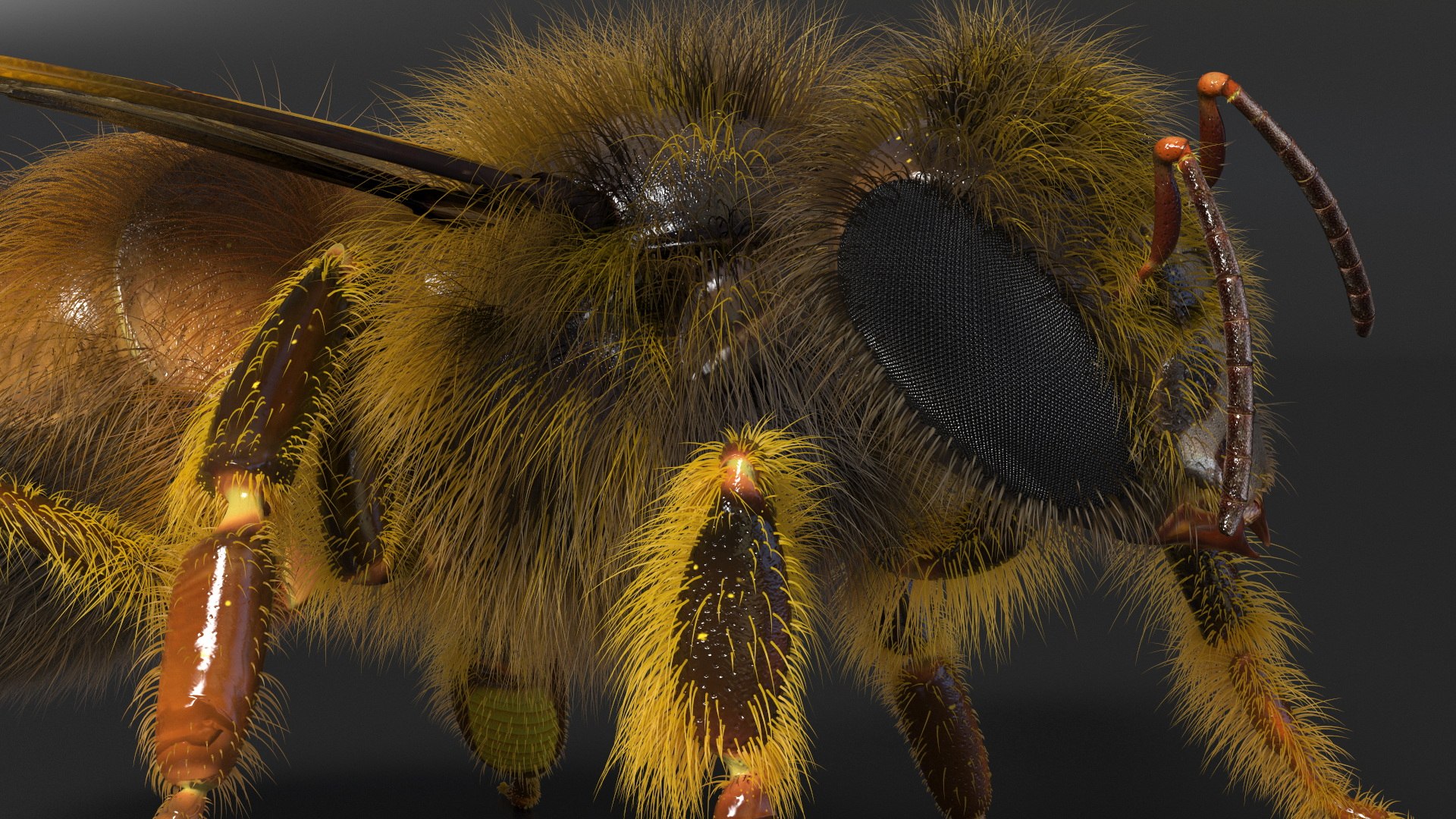 3D Model Honey Bee Fur - TurboSquid 2347591
