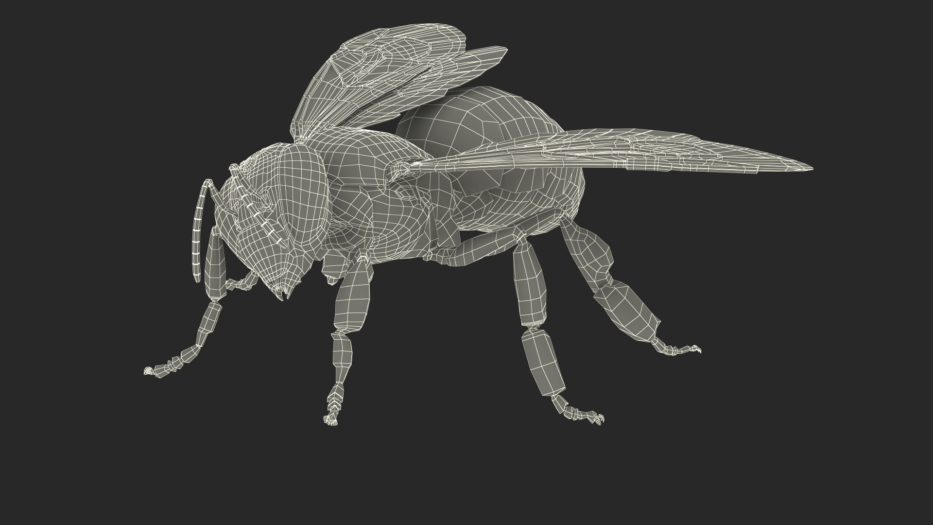 3D Model Honey Bee Fur - TurboSquid 2347591