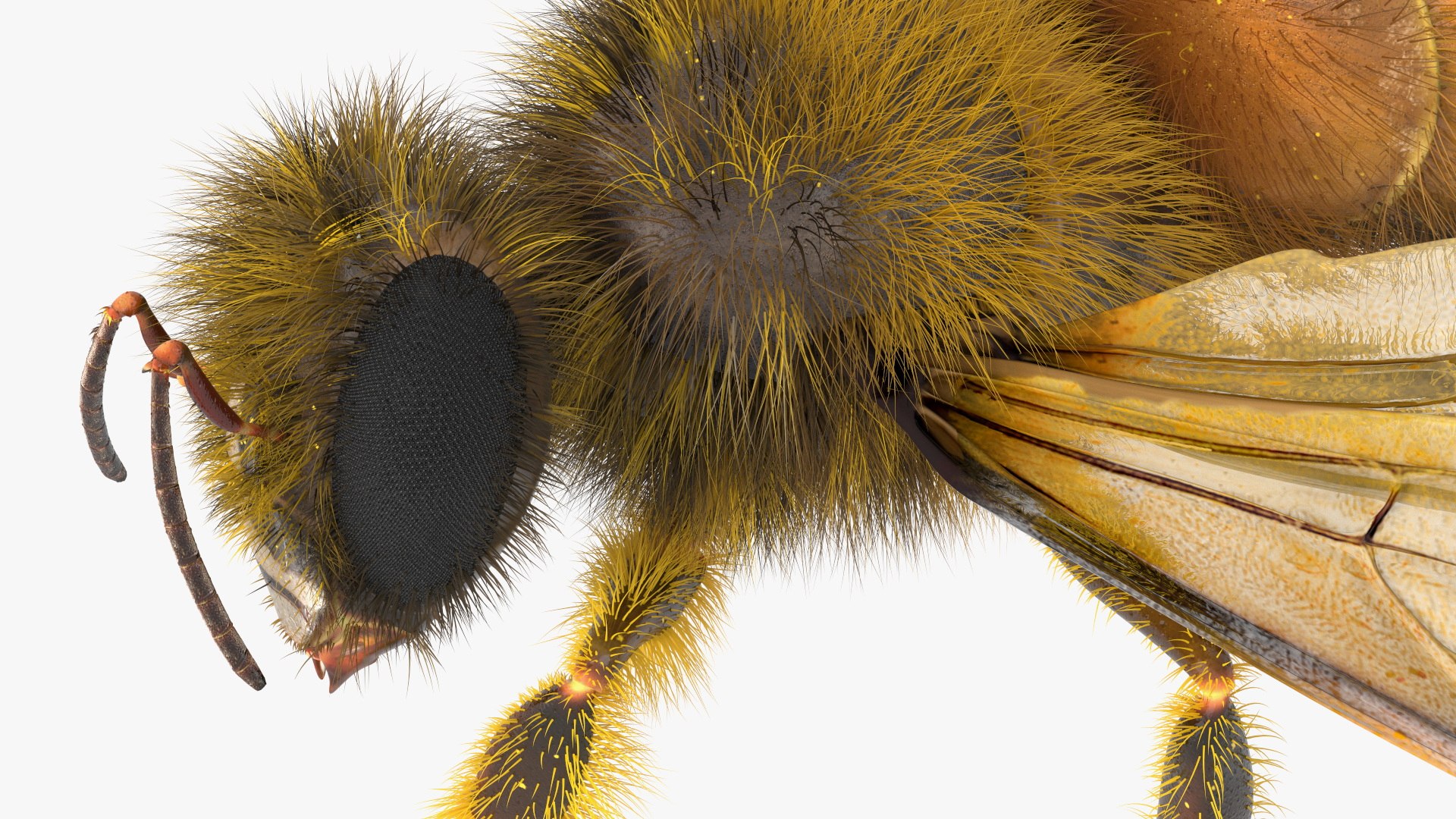 3D Model Honey Bee Fur - TurboSquid 2347591