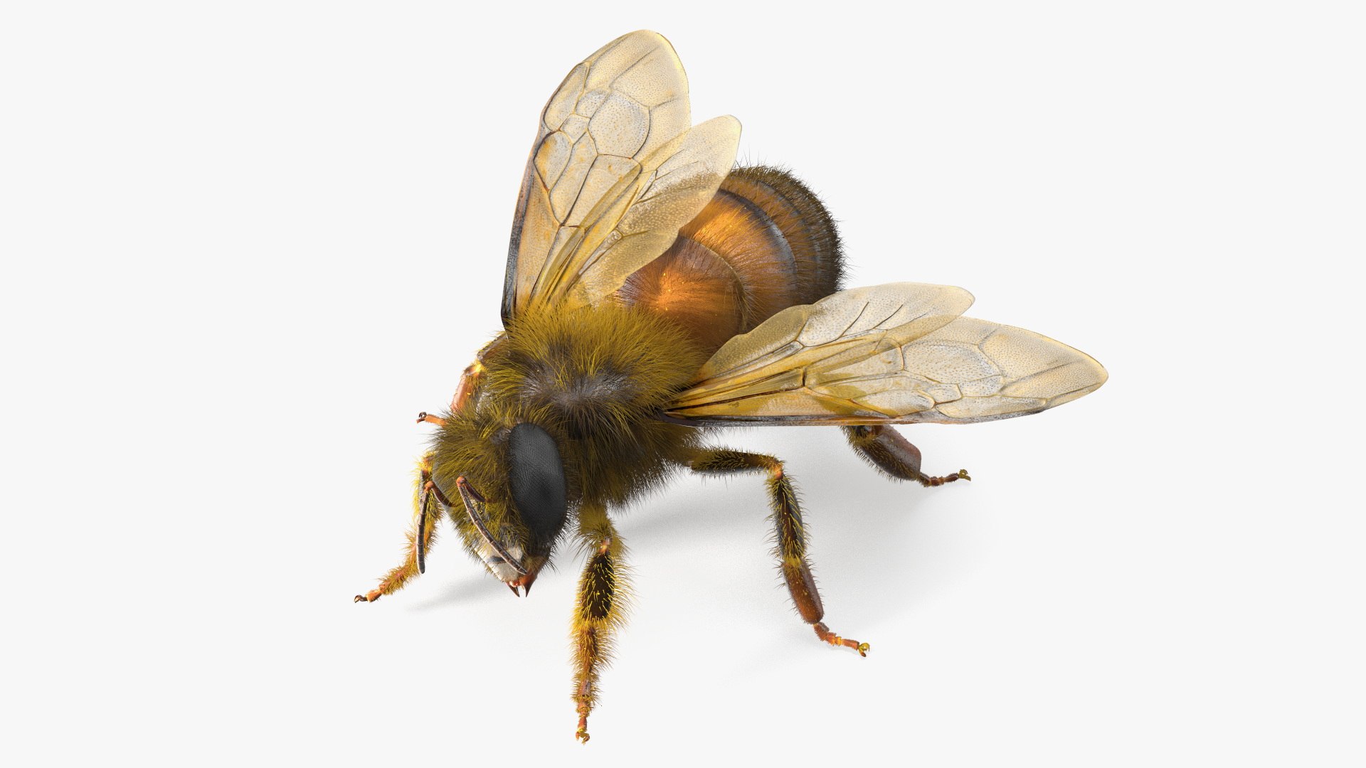 3D Model Honey Bee Fur - TurboSquid 2347591