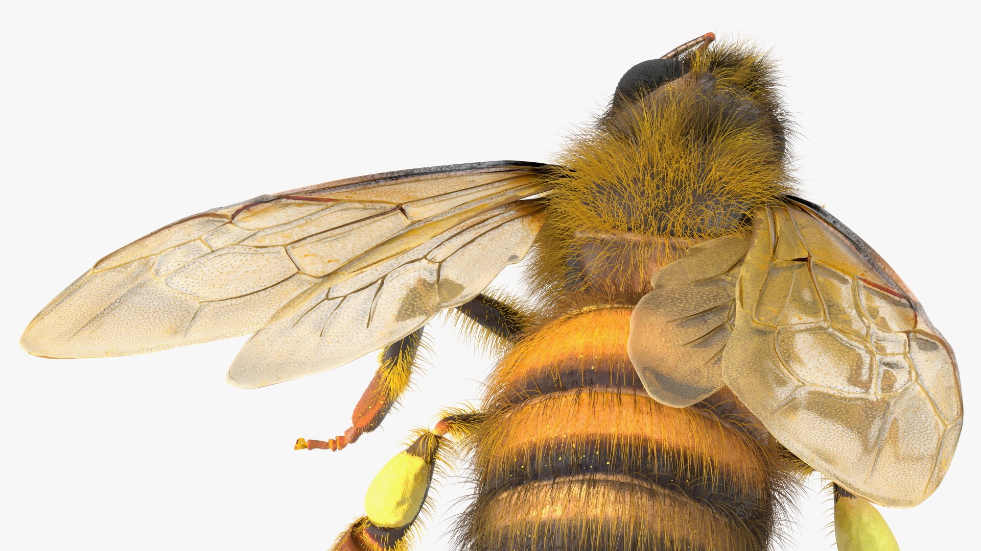 3D Model Honey Bee Fur - TurboSquid 2347591