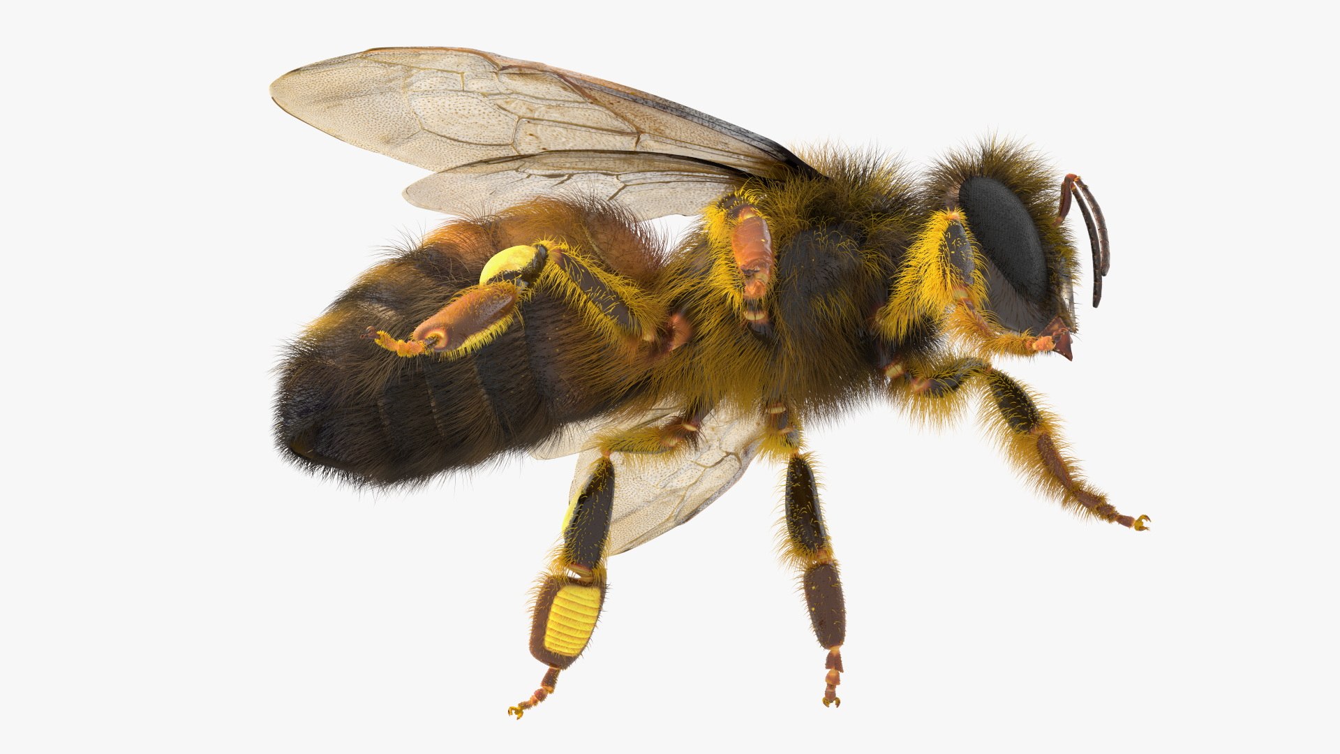 3D Model Honey Bee Fur - TurboSquid 2347591