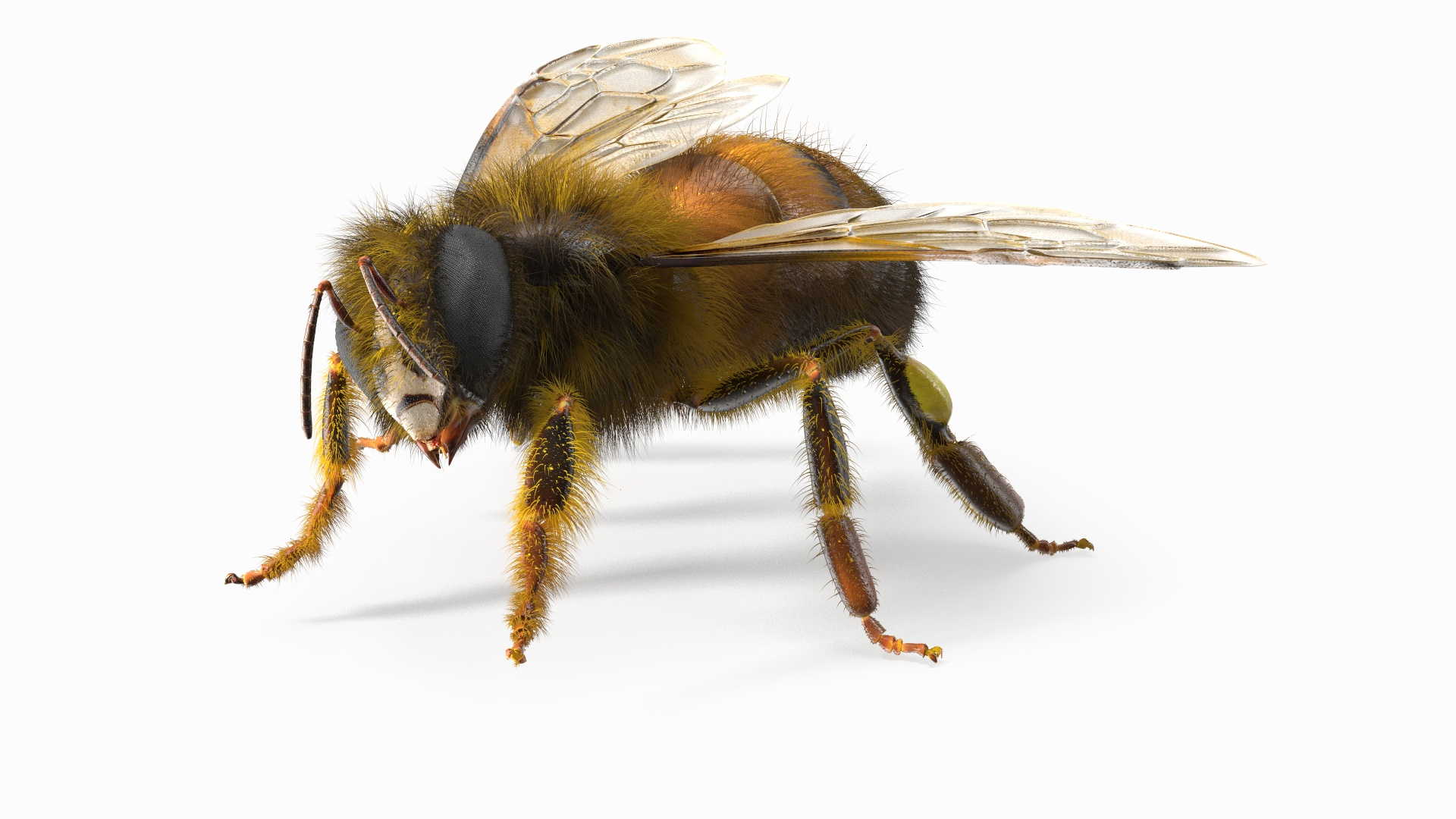 3D Model Honey Bee Fur - TurboSquid 2347591
