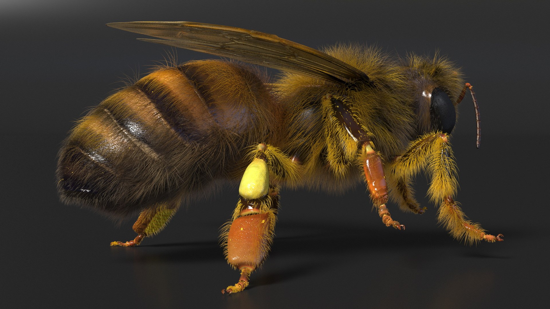 3D Model Honey Bee Fur - TurboSquid 2347591