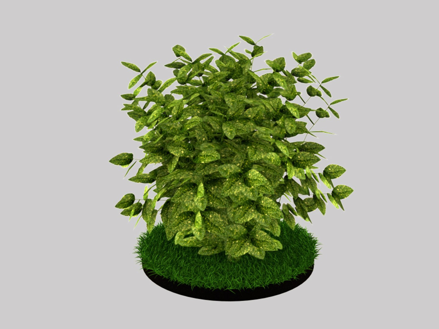 Max Small Plant