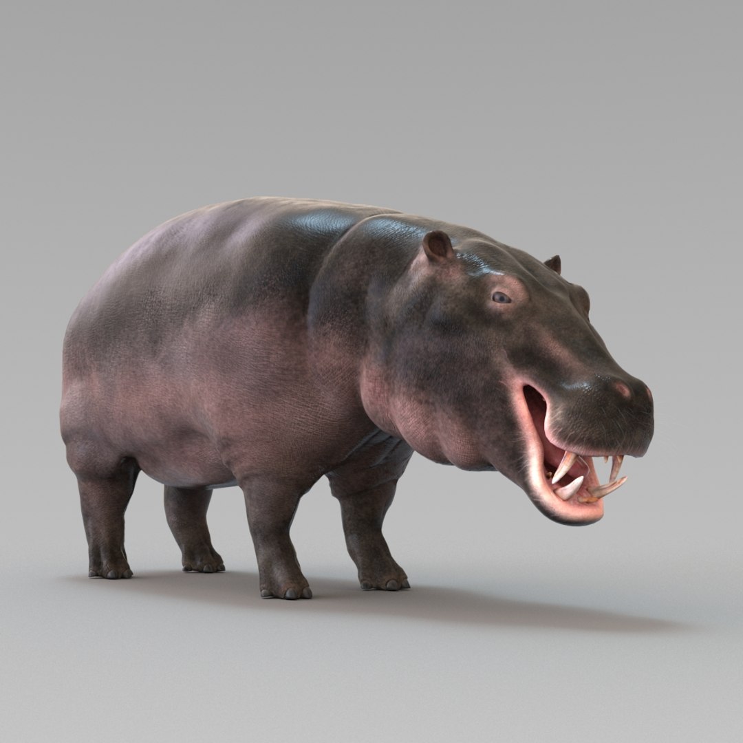 3D Realistic Hipopotam Animation Model - TurboSquid 1558753