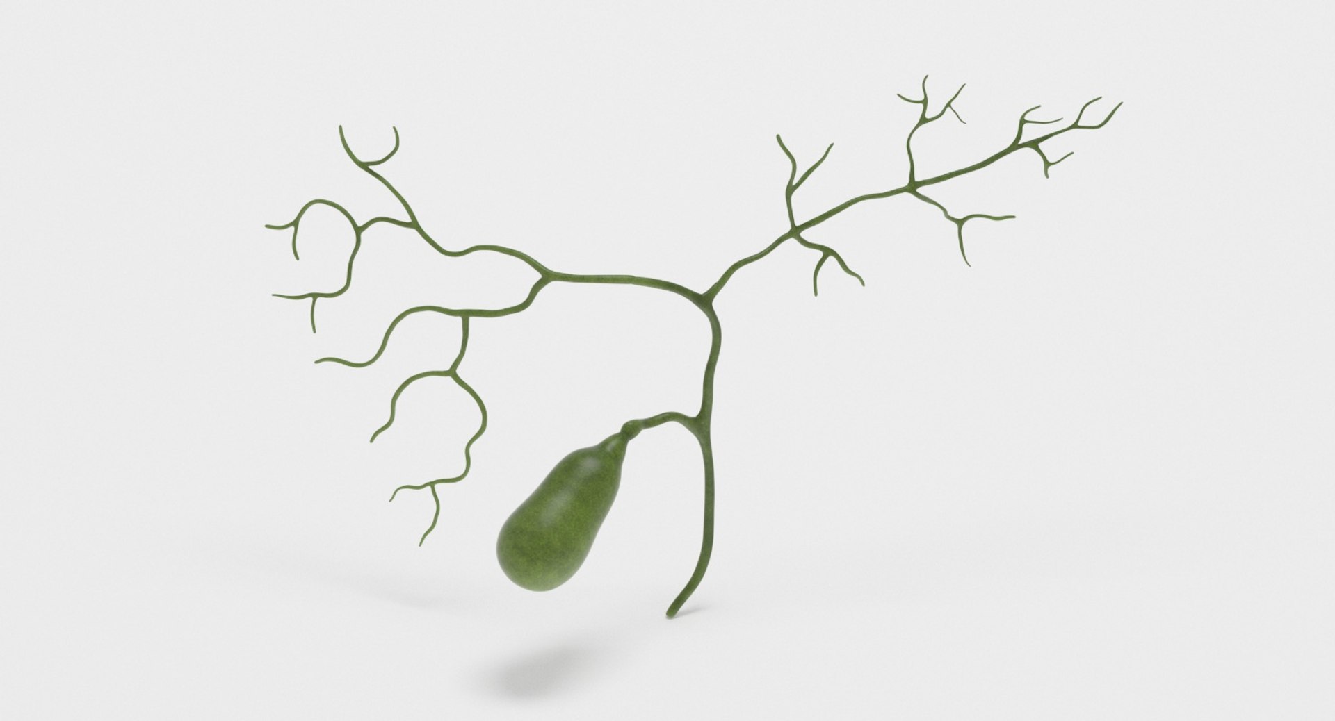 Human Gallbladder 3D Model - TurboSquid 1177113