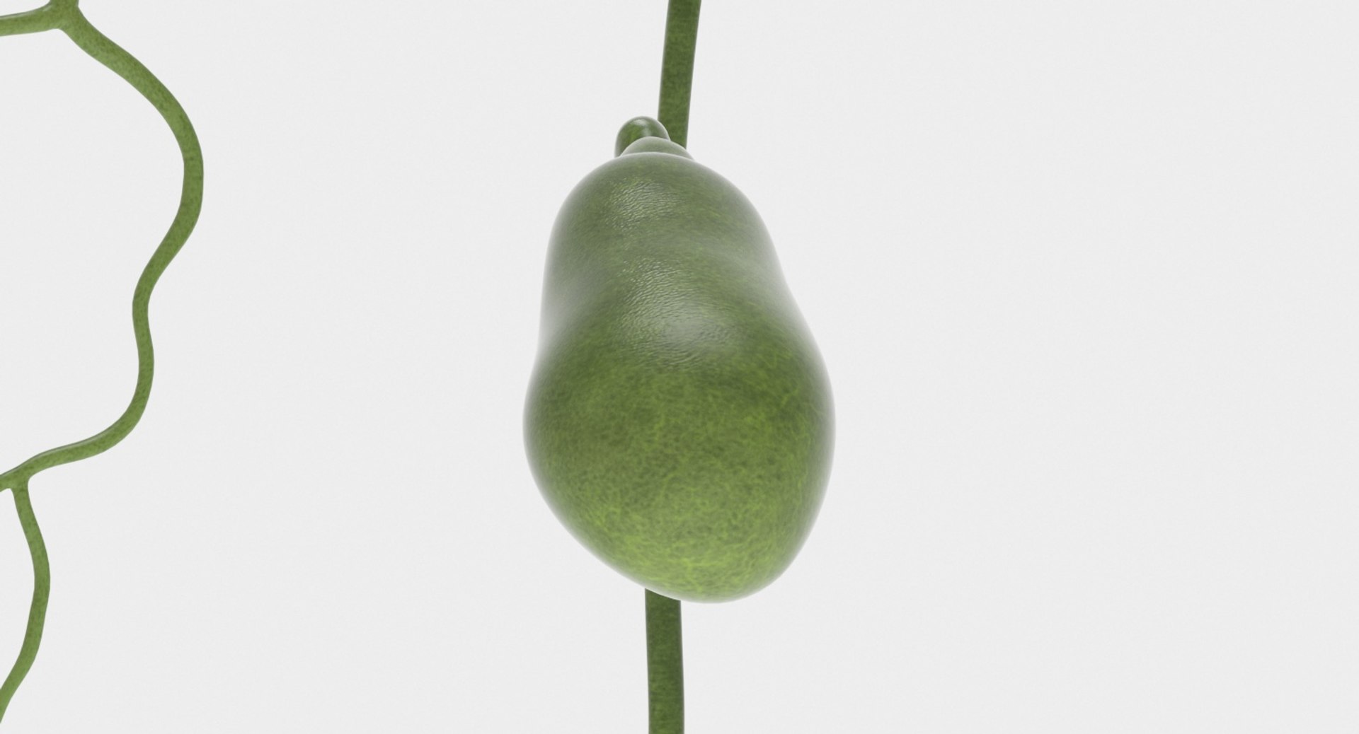 Human Gallbladder 3D Model - TurboSquid 1177113