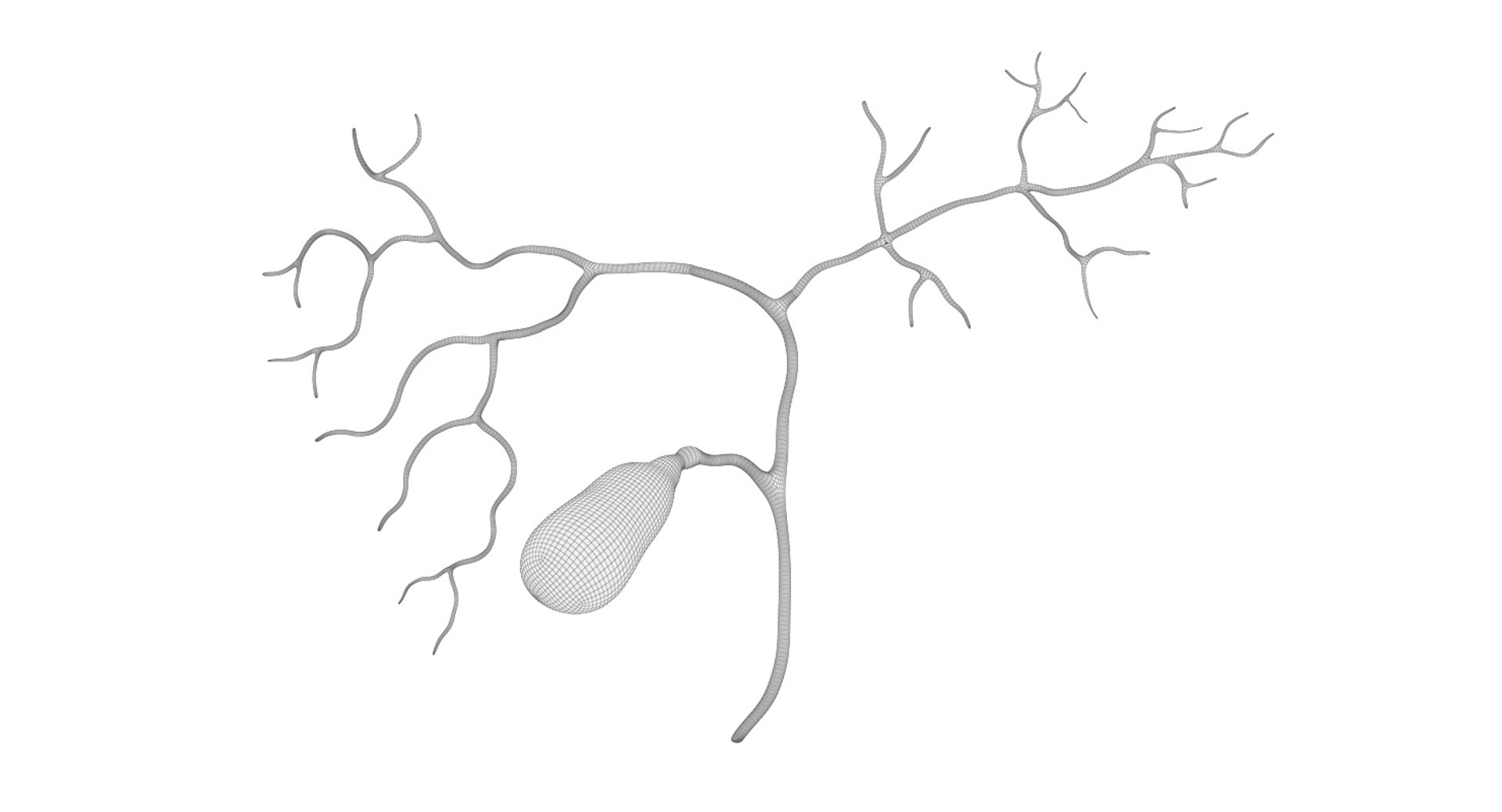 Human Gallbladder 3D Model - TurboSquid 1177113