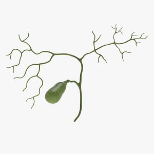 Gallbladder 3D Models for Download | TurboSquid