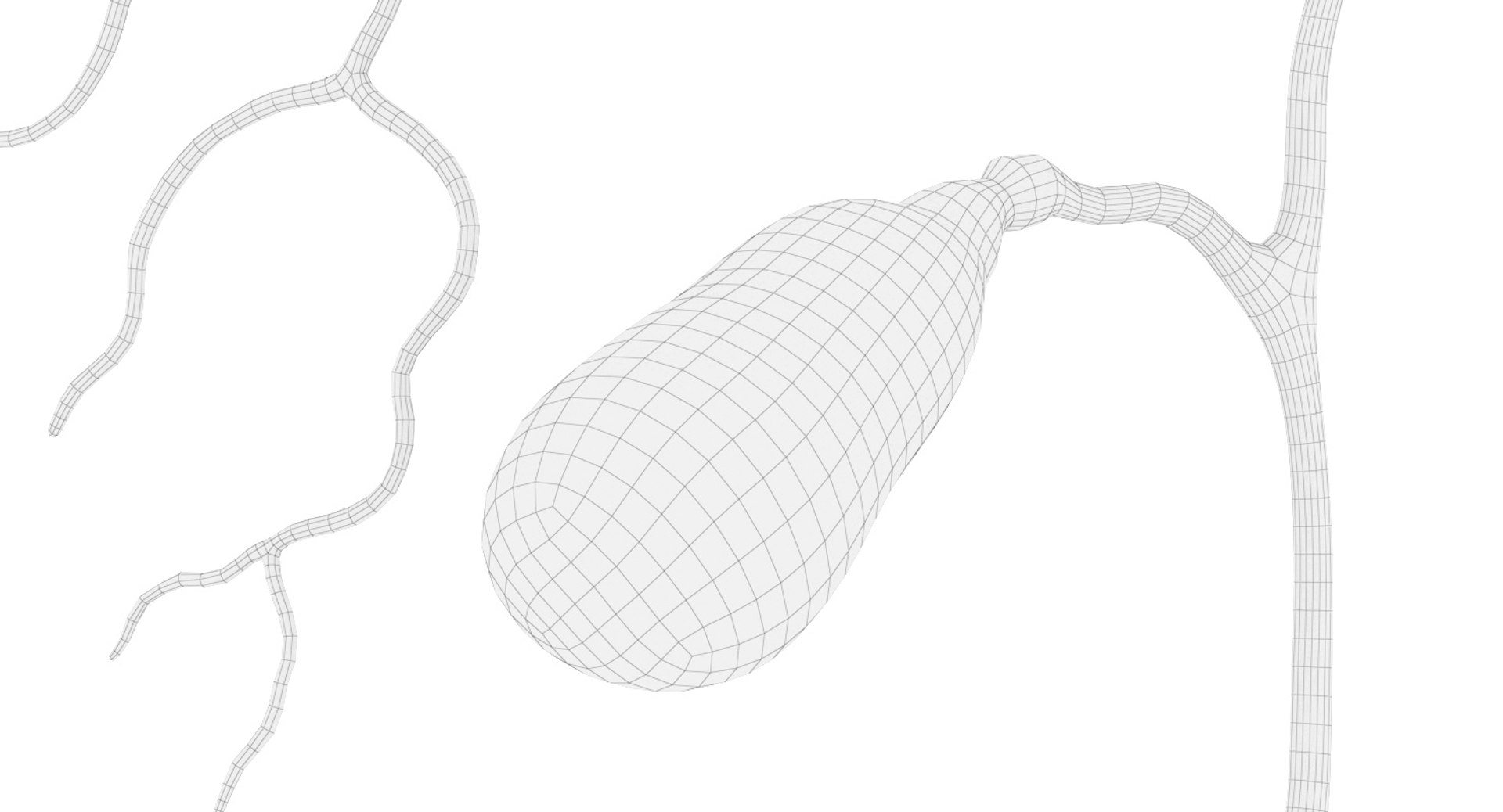 Human Gallbladder 3D Model - TurboSquid 1177113