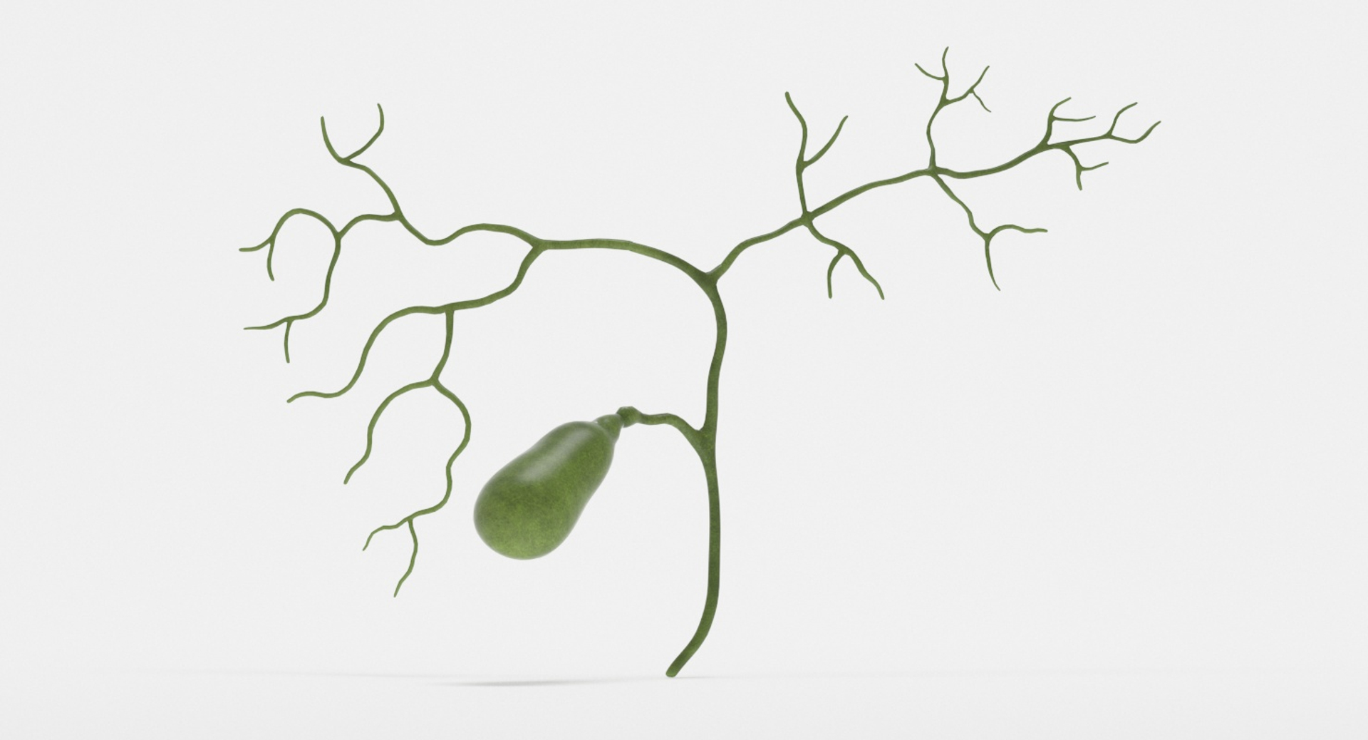 Human Gallbladder 3D Model - TurboSquid 1177113