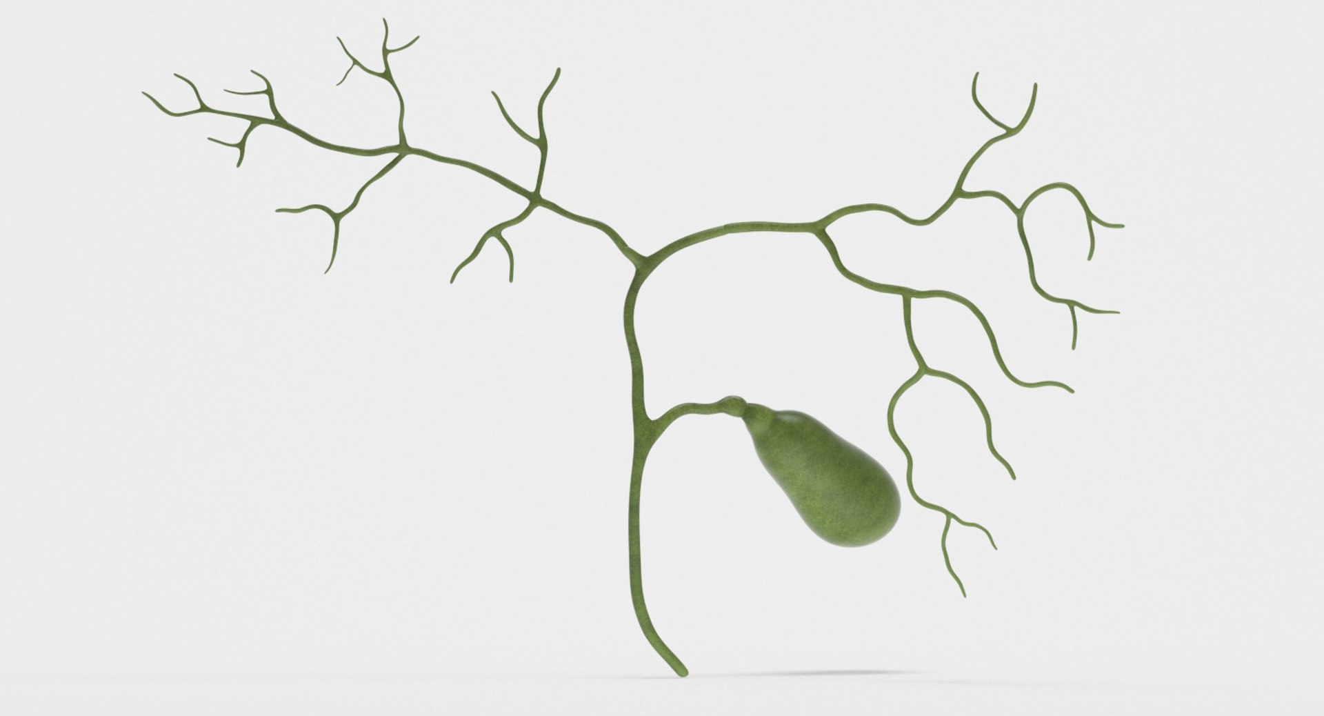 Human Gallbladder 3D Model - TurboSquid 1177113