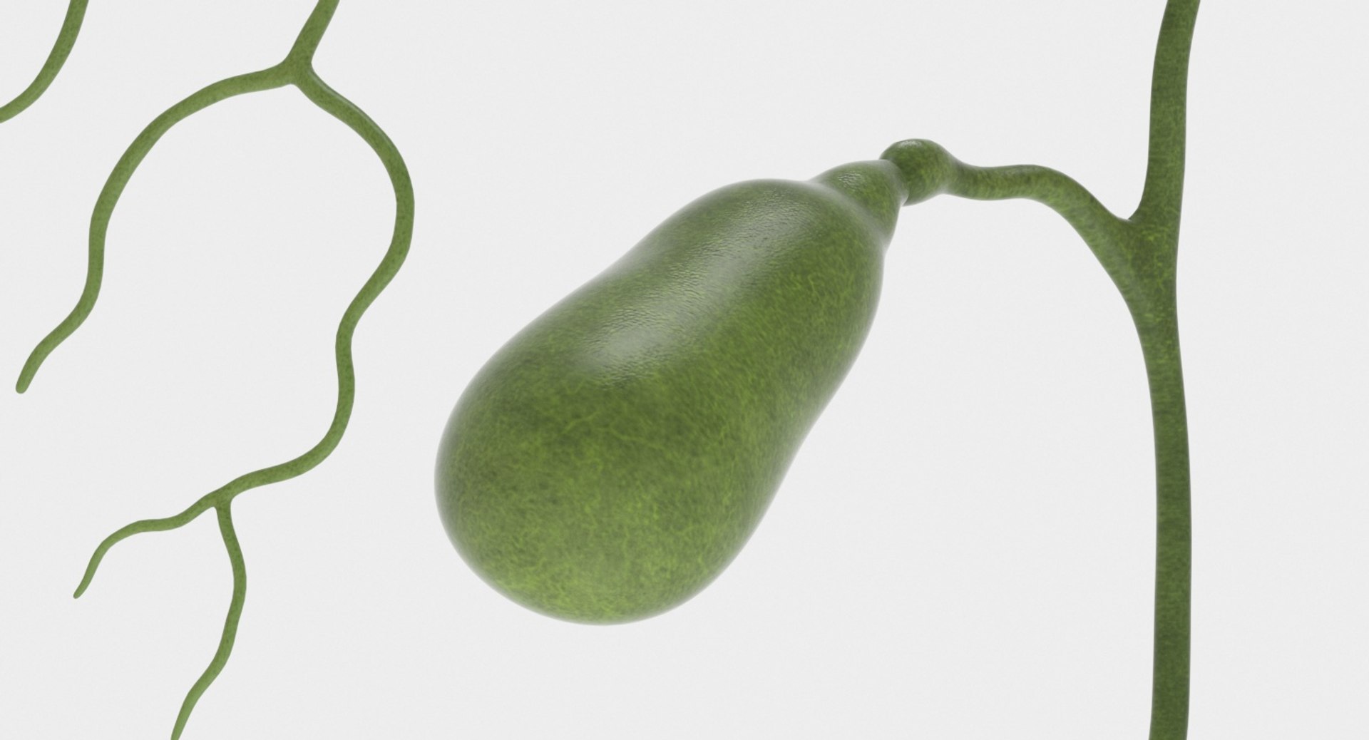 Human Gallbladder 3D Model - TurboSquid 1177113