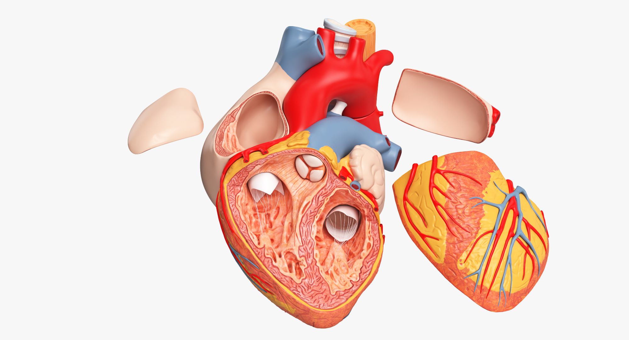 3D Heart Section - TurboSquid 1790357