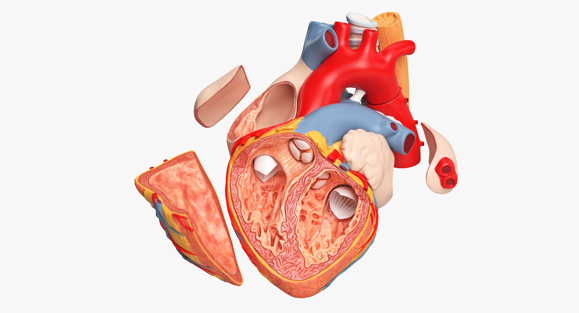 3D Heart Section - TurboSquid 1790357