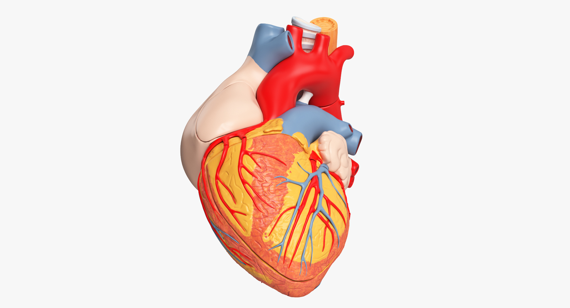 3D Heart Section - TurboSquid 1790357