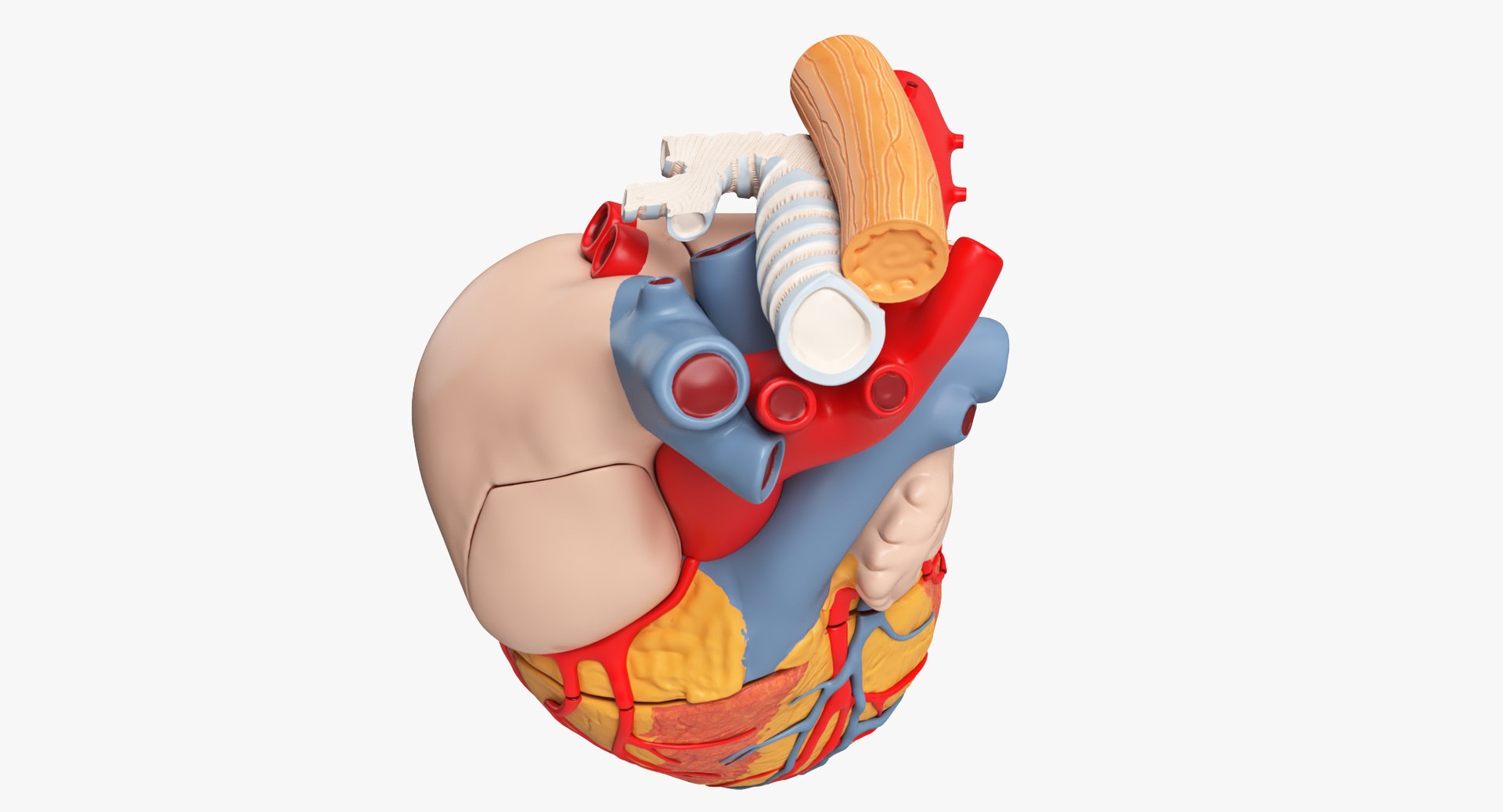 3D Heart Section - TurboSquid 1790357