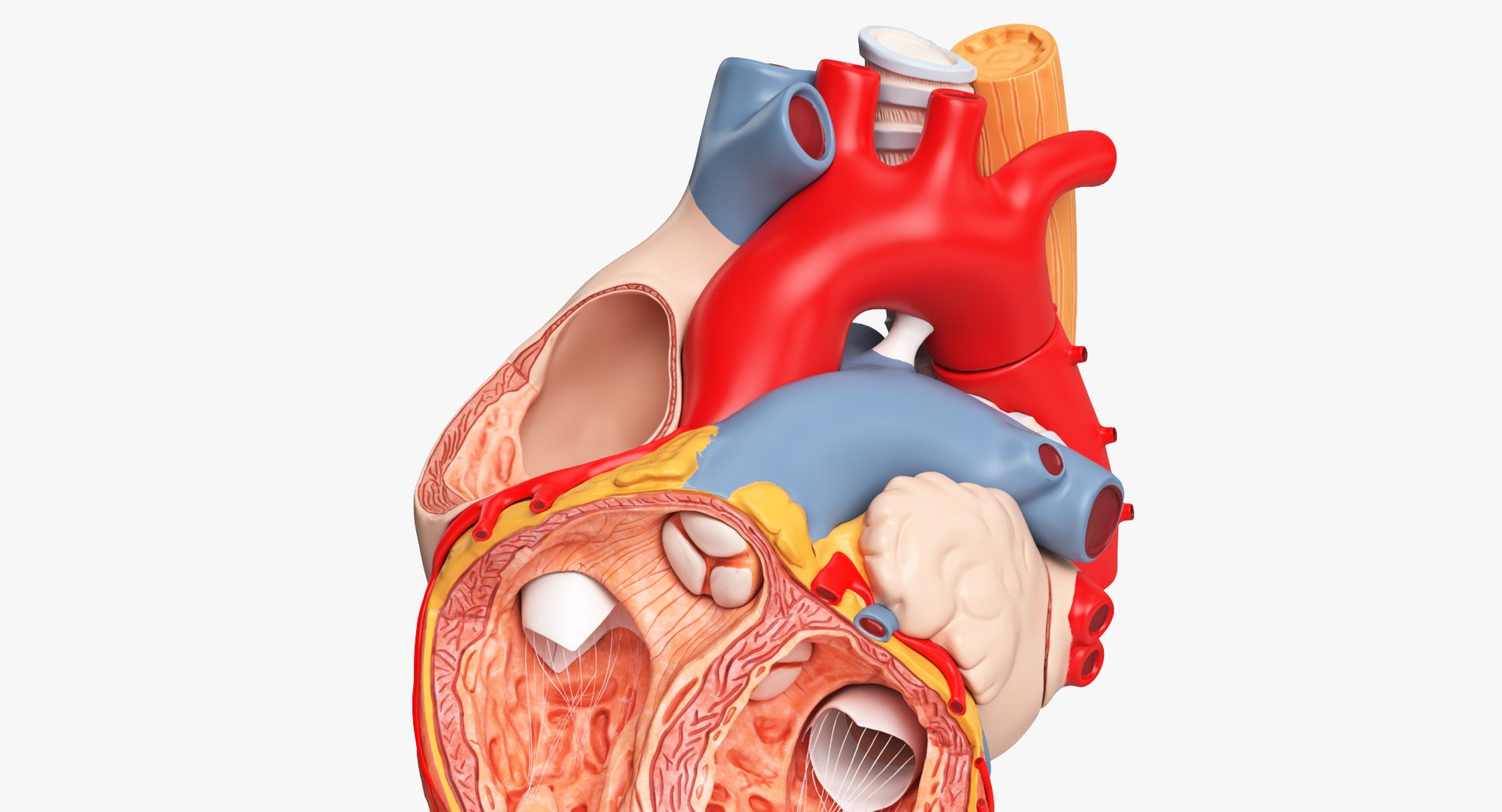 3D Heart Section - TurboSquid 1790357