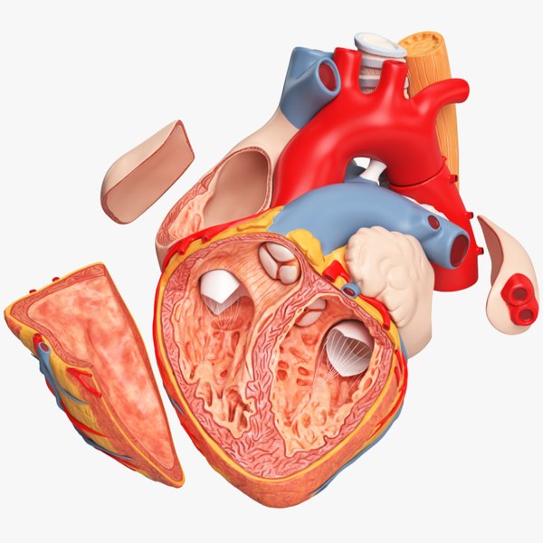Human Heart 3D Models for Download | TurboSquid