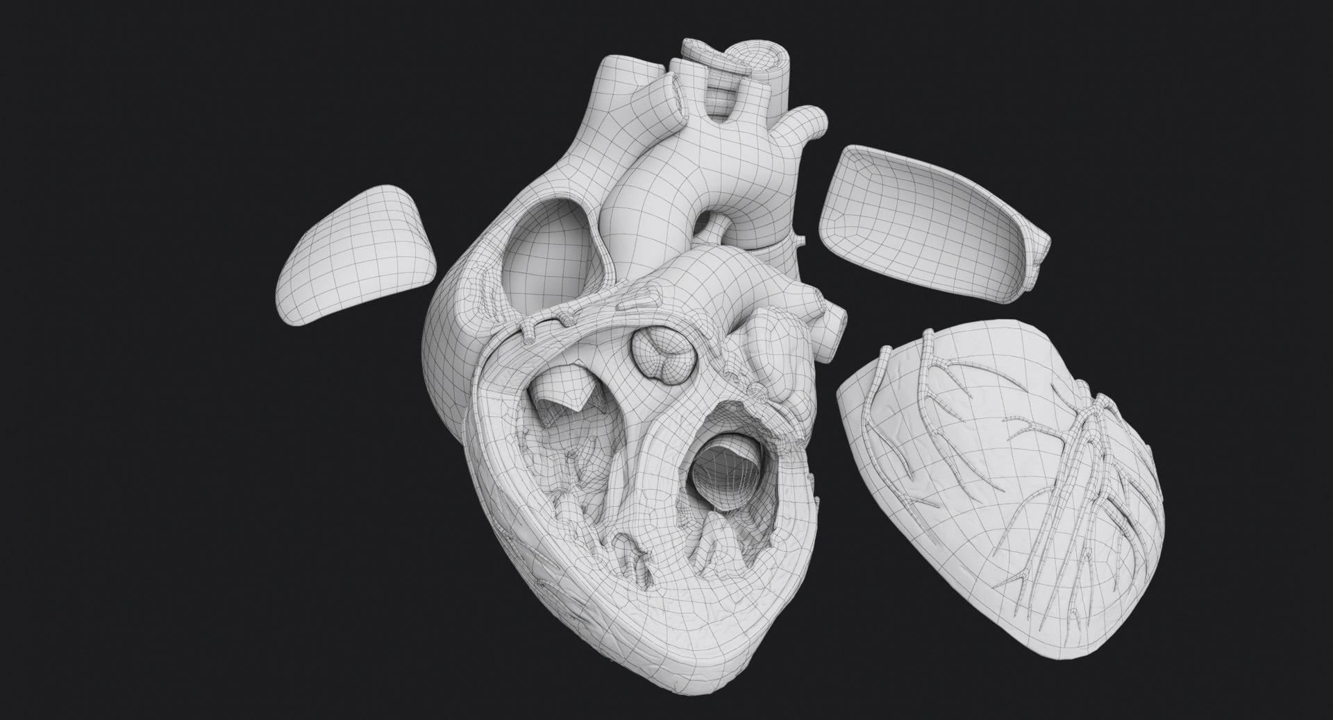 3D Heart Section - TurboSquid 1790357