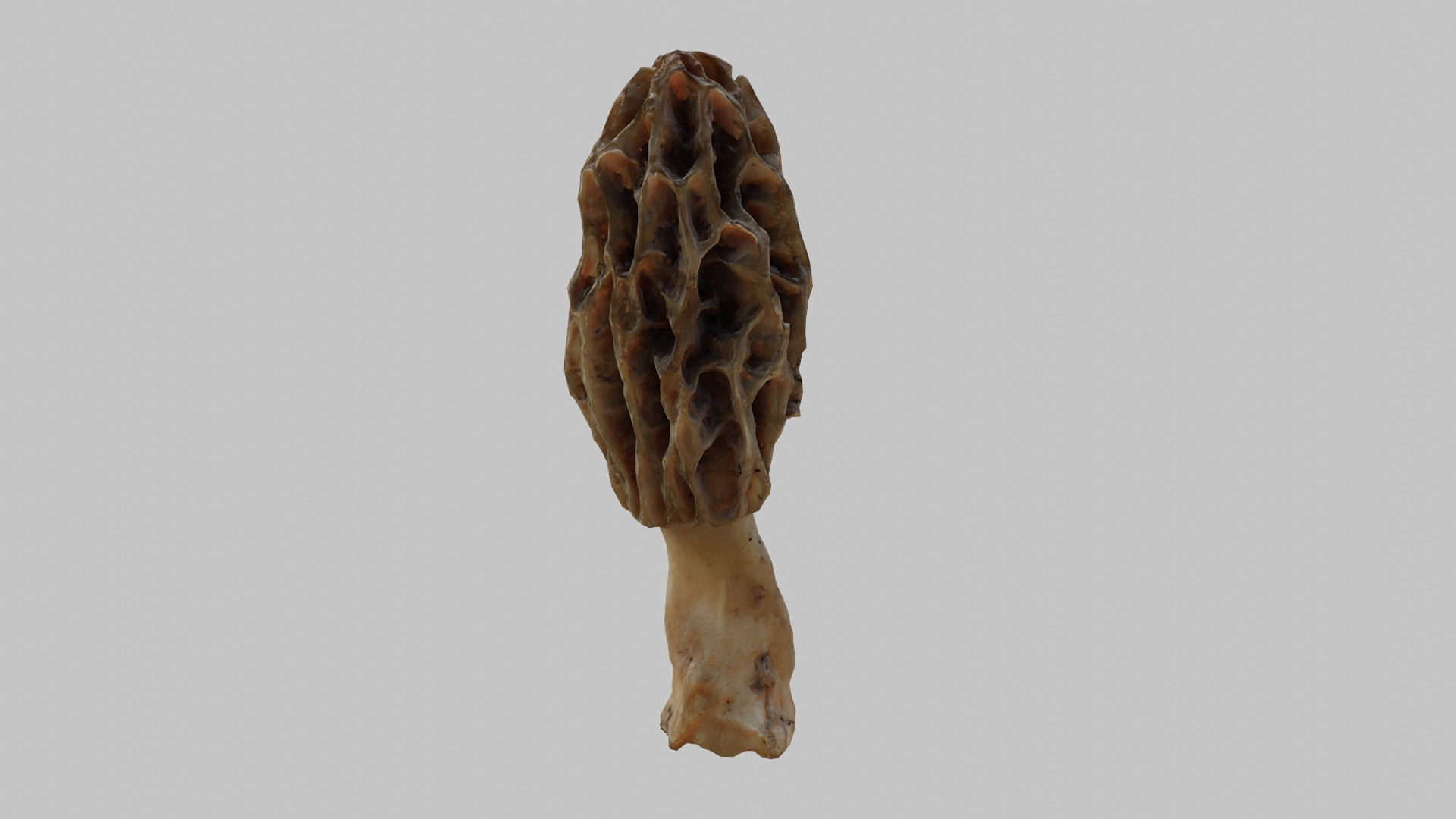 3D Morel Mushroom Morchella collection - TurboSquid 2056885