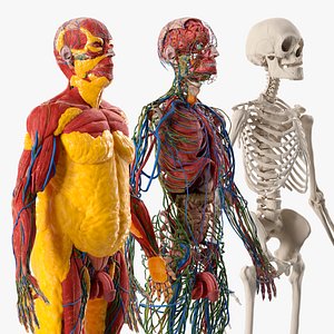 Download Free & Premium Create A Layer 3D Models | TurboSquid