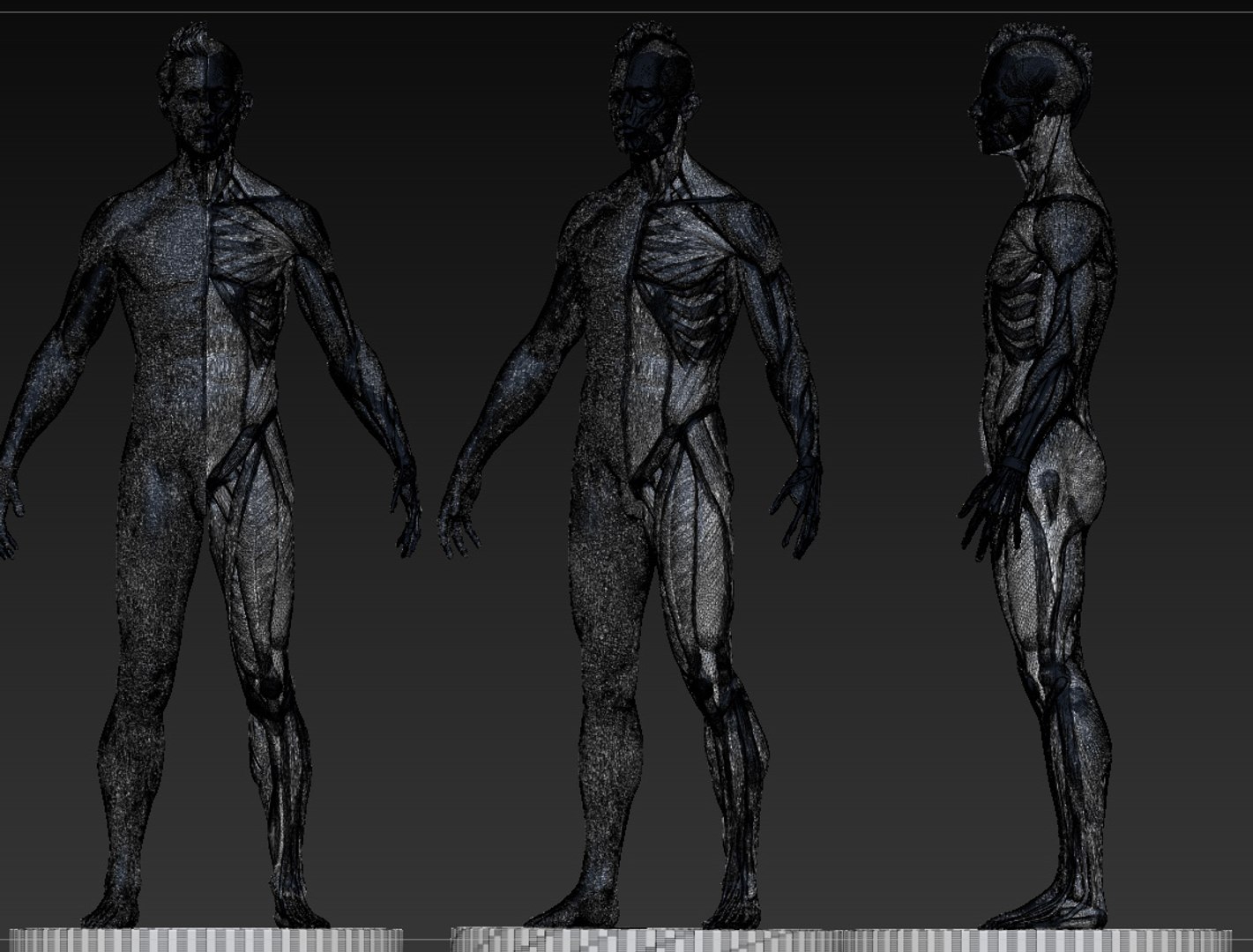 Anatomical Reference 3D - TurboSquid 1298125